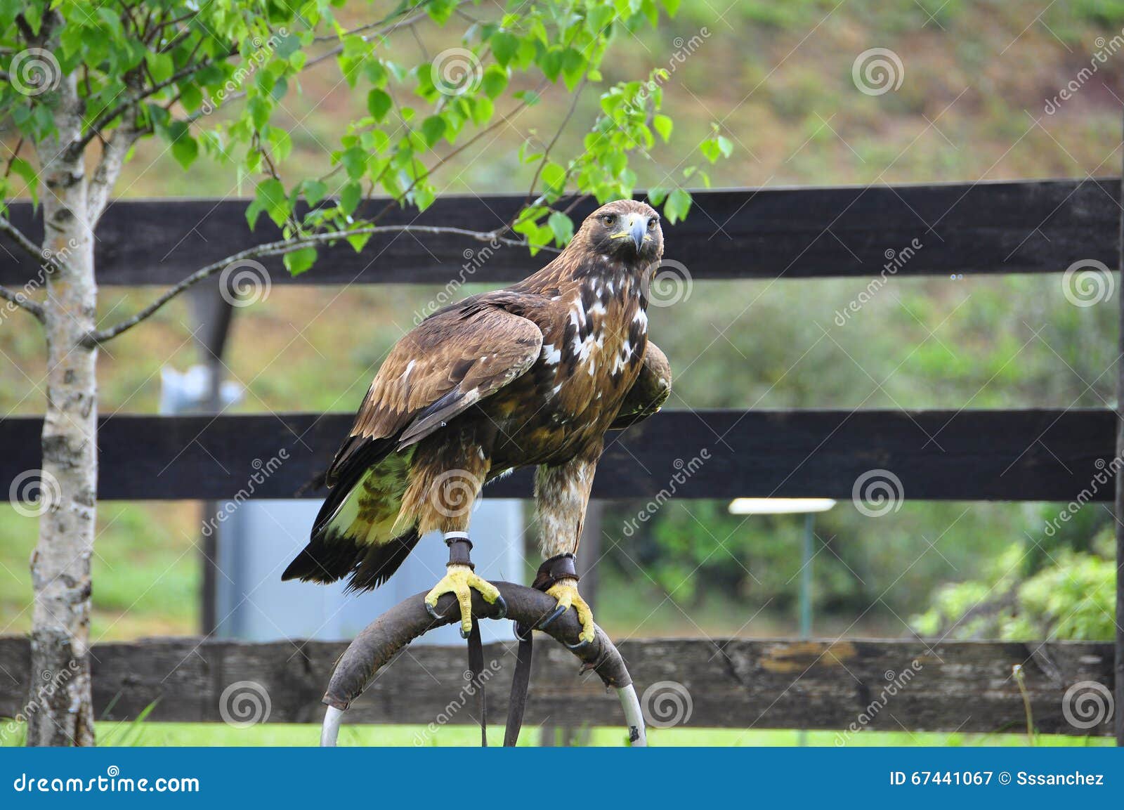Brown eagle sitting stock image. Image of captivity, animal - 67441067