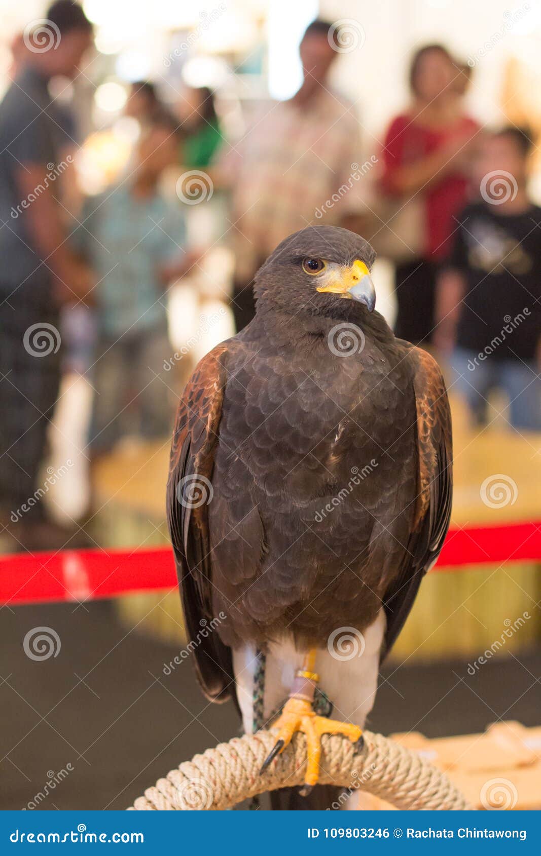 Brown Eagle Standing on a Rope Branch Stock Photo - Image of animal ...