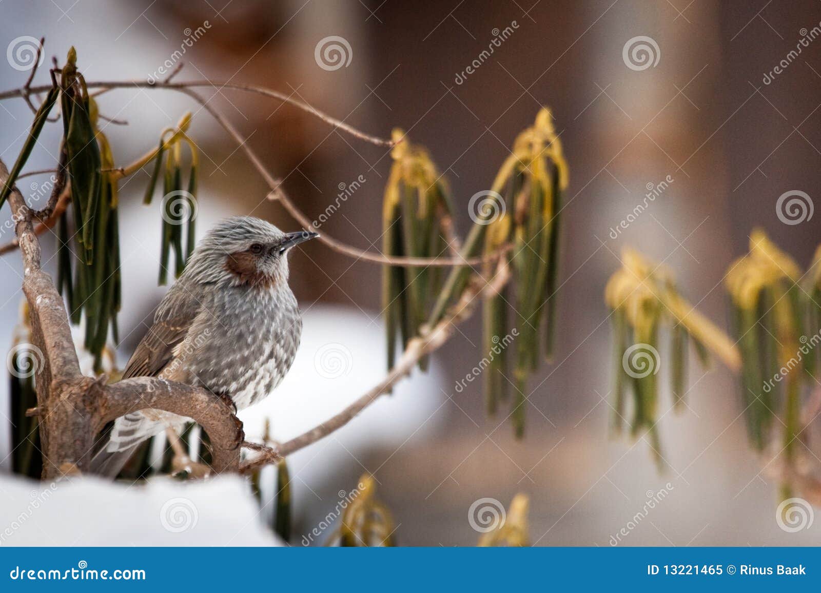 Brown-Eared Bulbul stock image. Image of bulbul, brown - 13221465