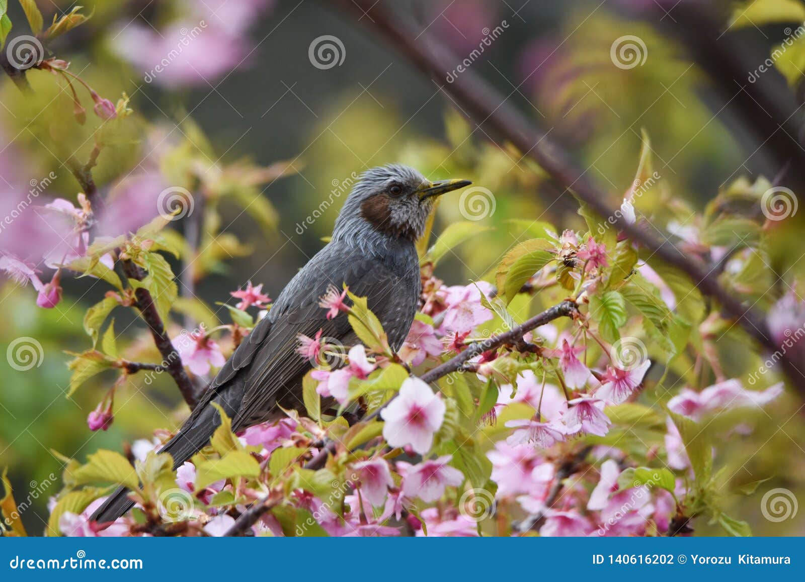 Brown-eared bulbul stock photo. Image of natural, branch - 140616202