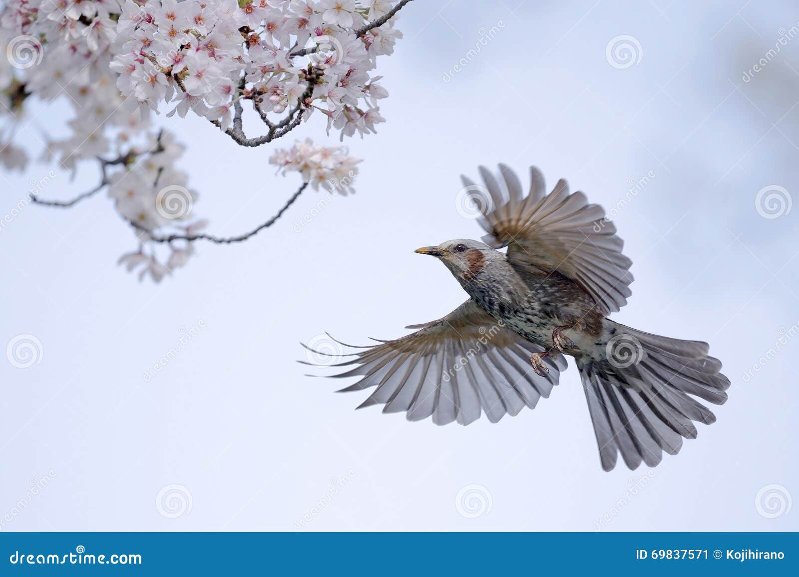 Brown-eared Bulbul stock image. Image of nature, tree - 69837571