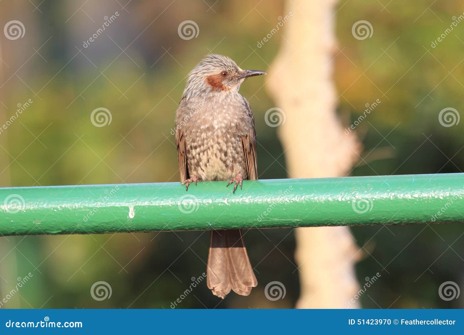 Brown-eared Bulbul stock photo. Image of birdwatching - 51423970