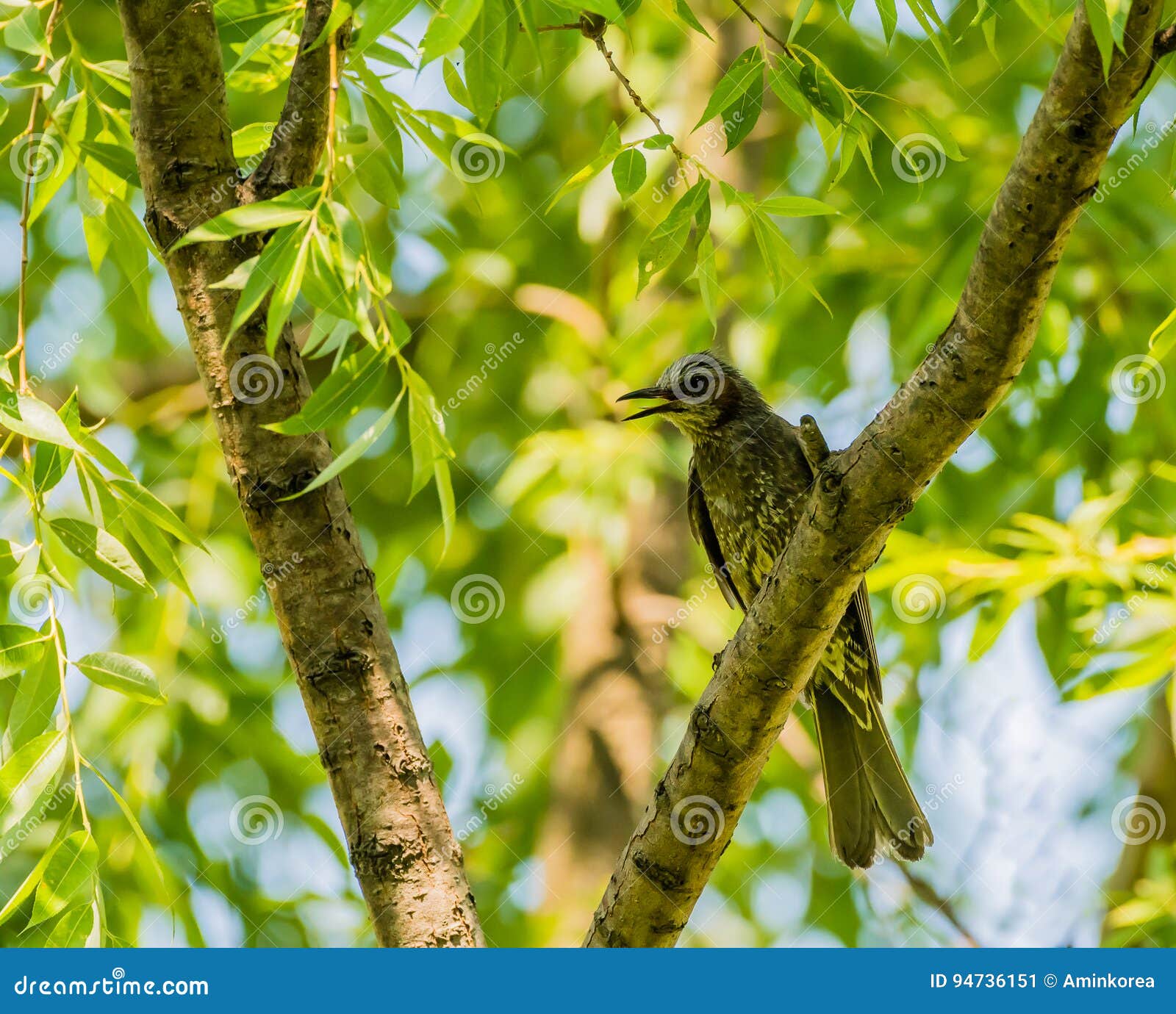 Brown-eared Bulbul Perched on a Tree Branch Stock Image - Image of ...
