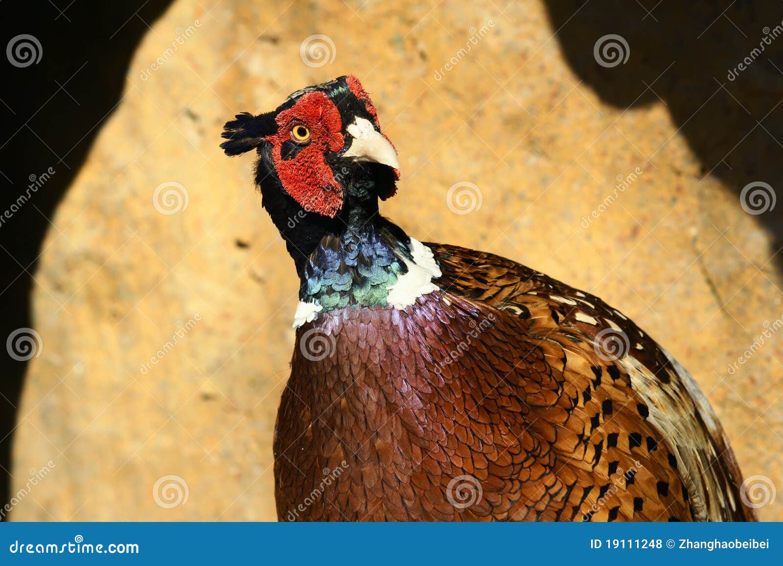 Brown-eared Pheasant stock photo. Image of rock, pheasant - 19111248