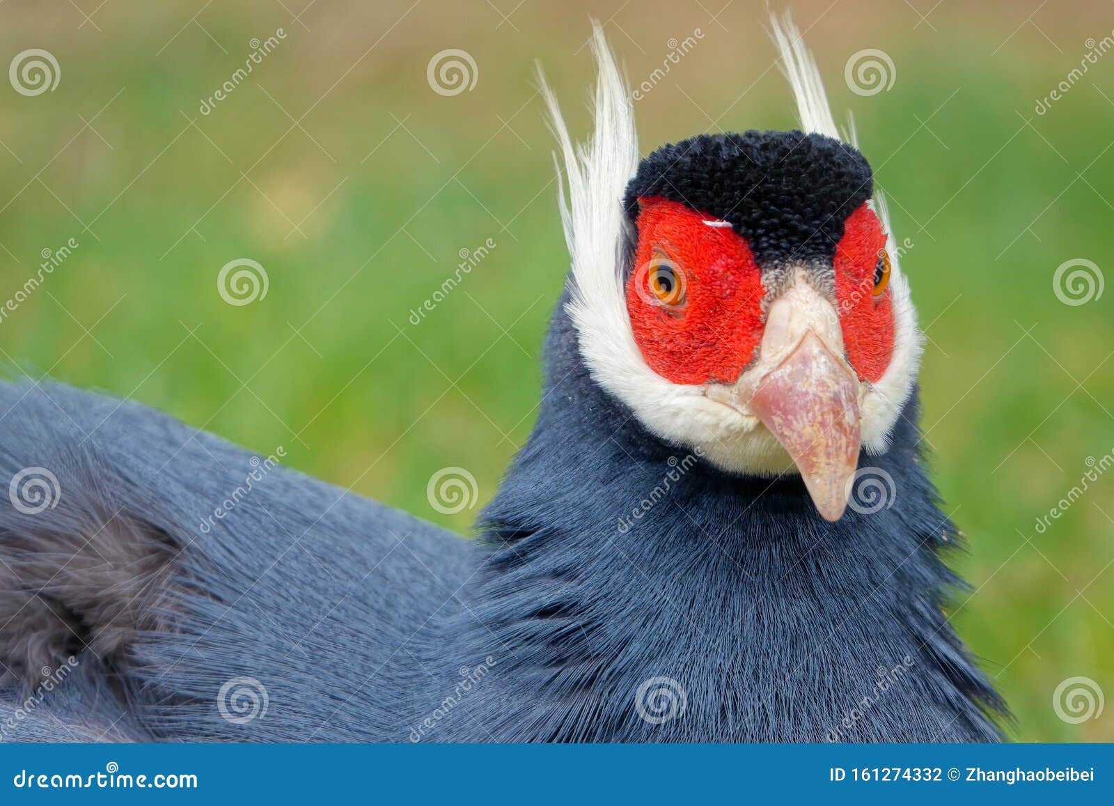 Brown Eared Pheasant stock photo. Image of closeup, animals - 161274332