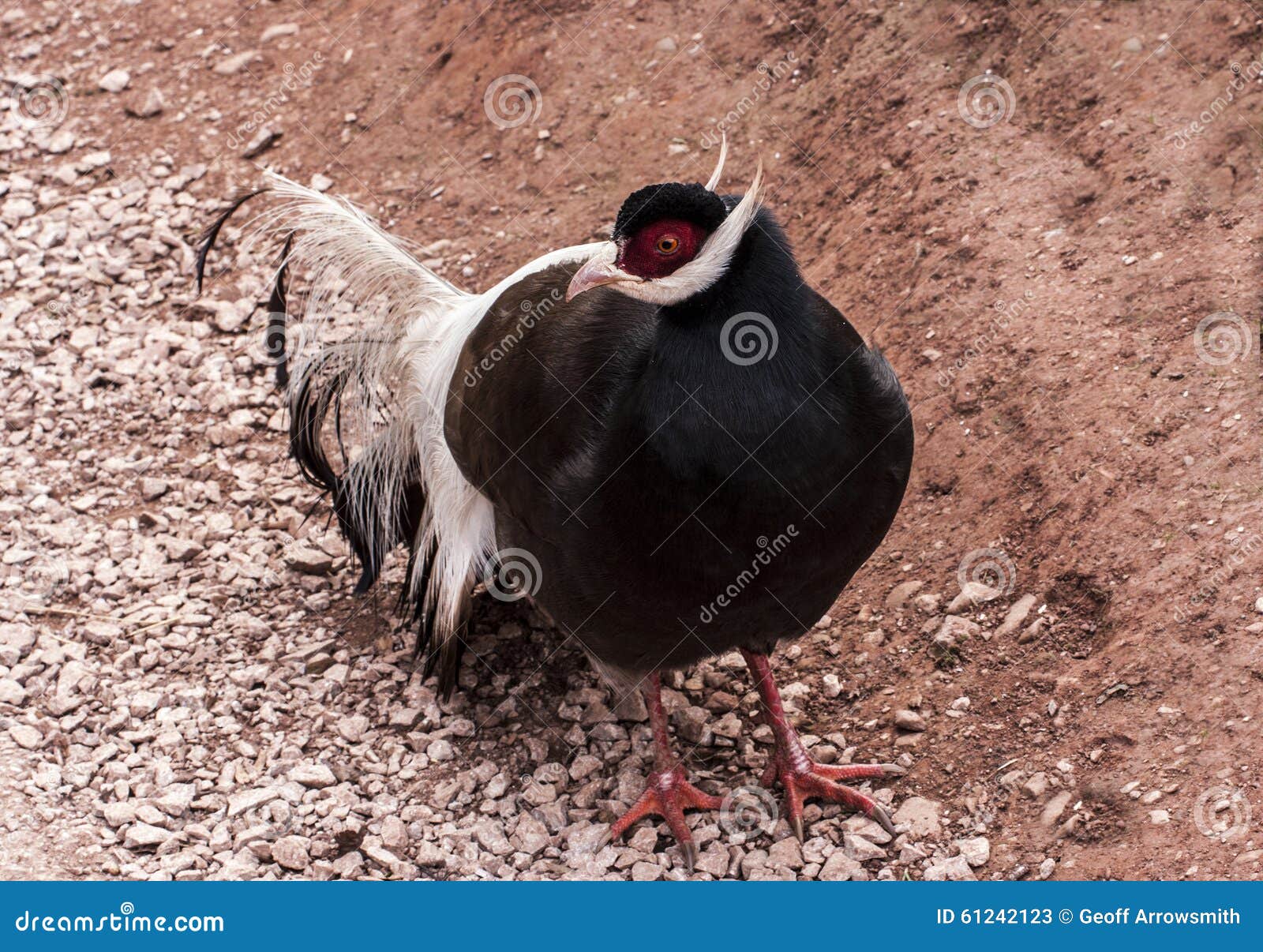 Brown Eared Pheasant stock image. Image of pheasant, wildlife - 61242123