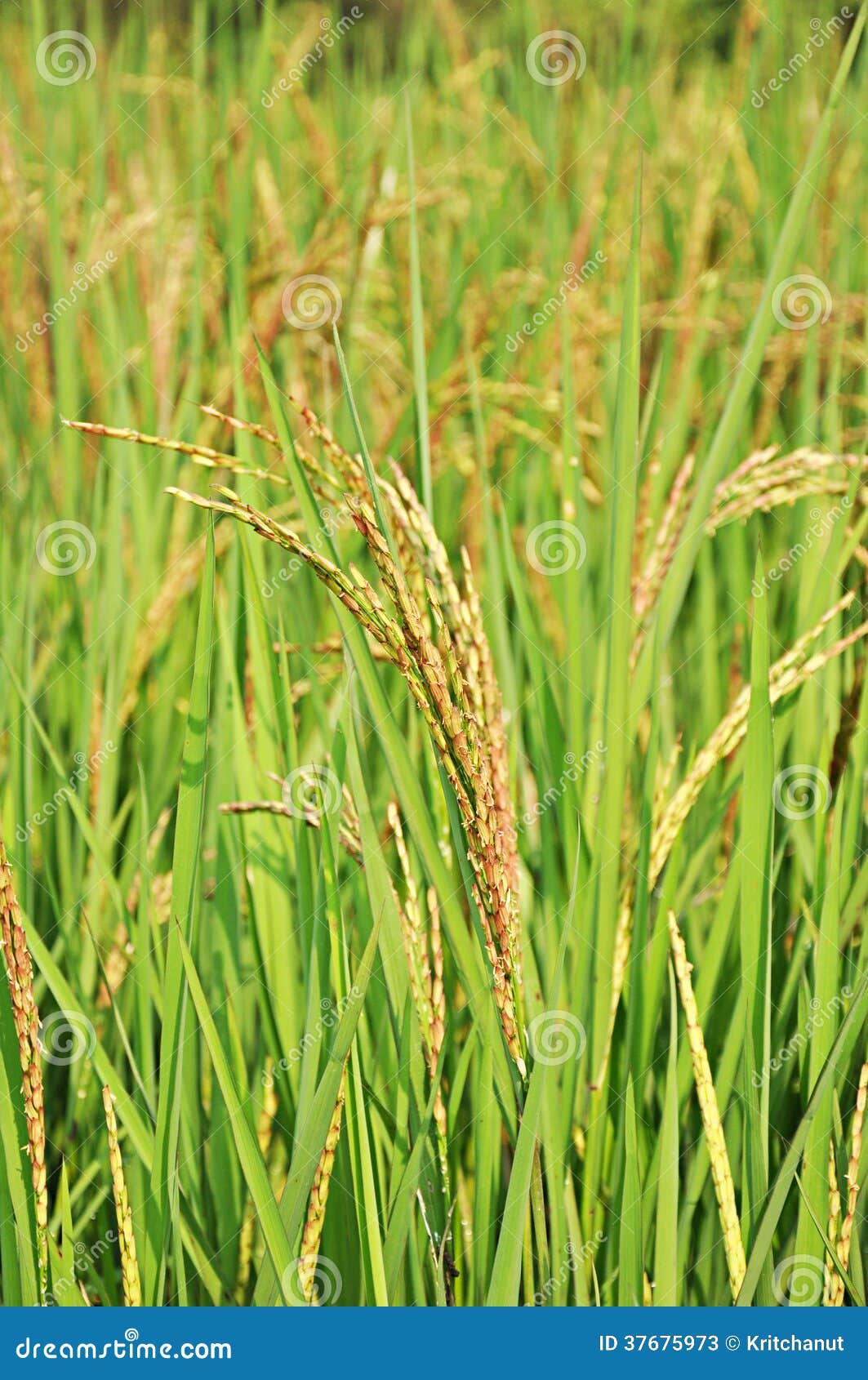 [DIAGRAM] Diagram Of Rice Tree - MYDIAGRAM.ONLINE