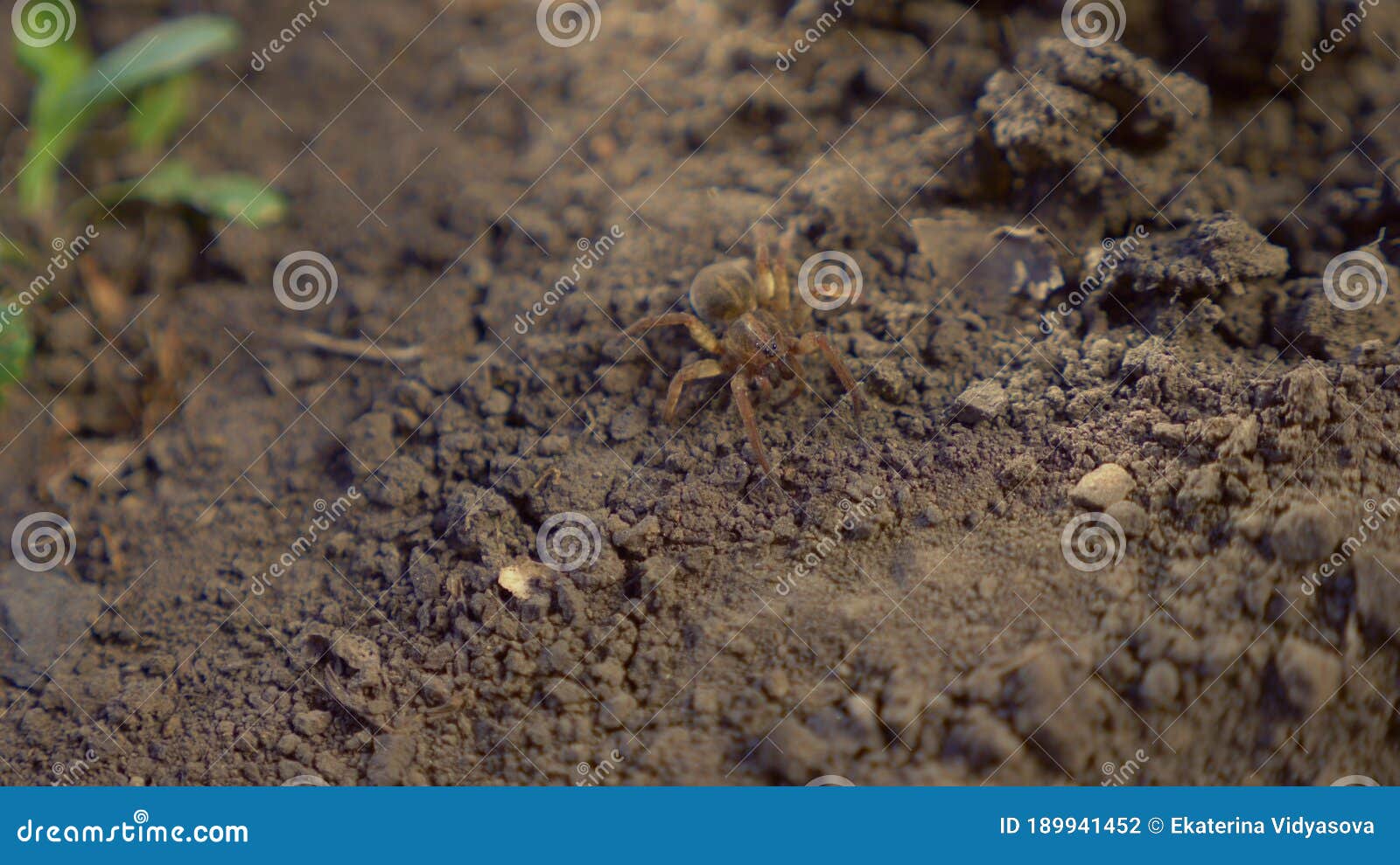 Spider On Soil Royalty-Free Stock Photography | CartoonDealer.com #39786461