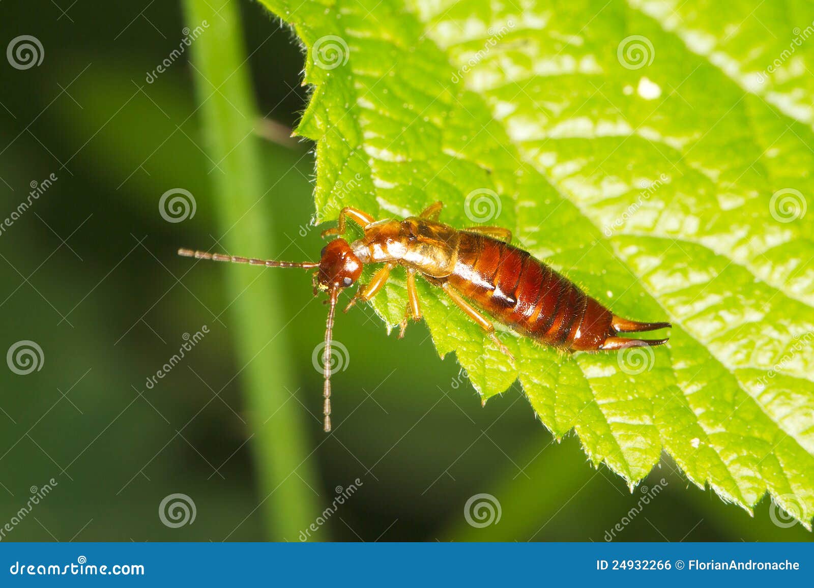 A Brown Earwig Sits on a Green Leaf / Forficula Au Stock Photo - Image ...