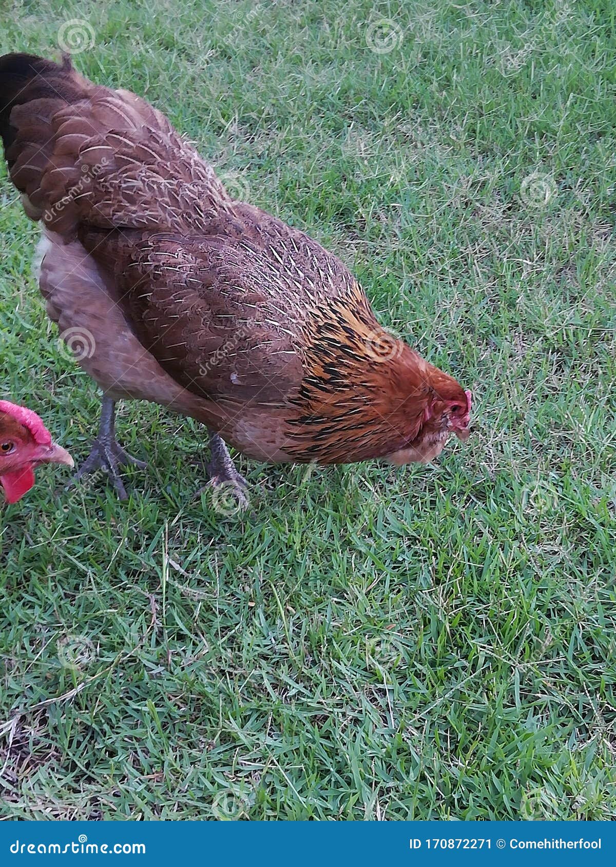 Brown Easter egger hen stock image. Image of wildlife - 170872271