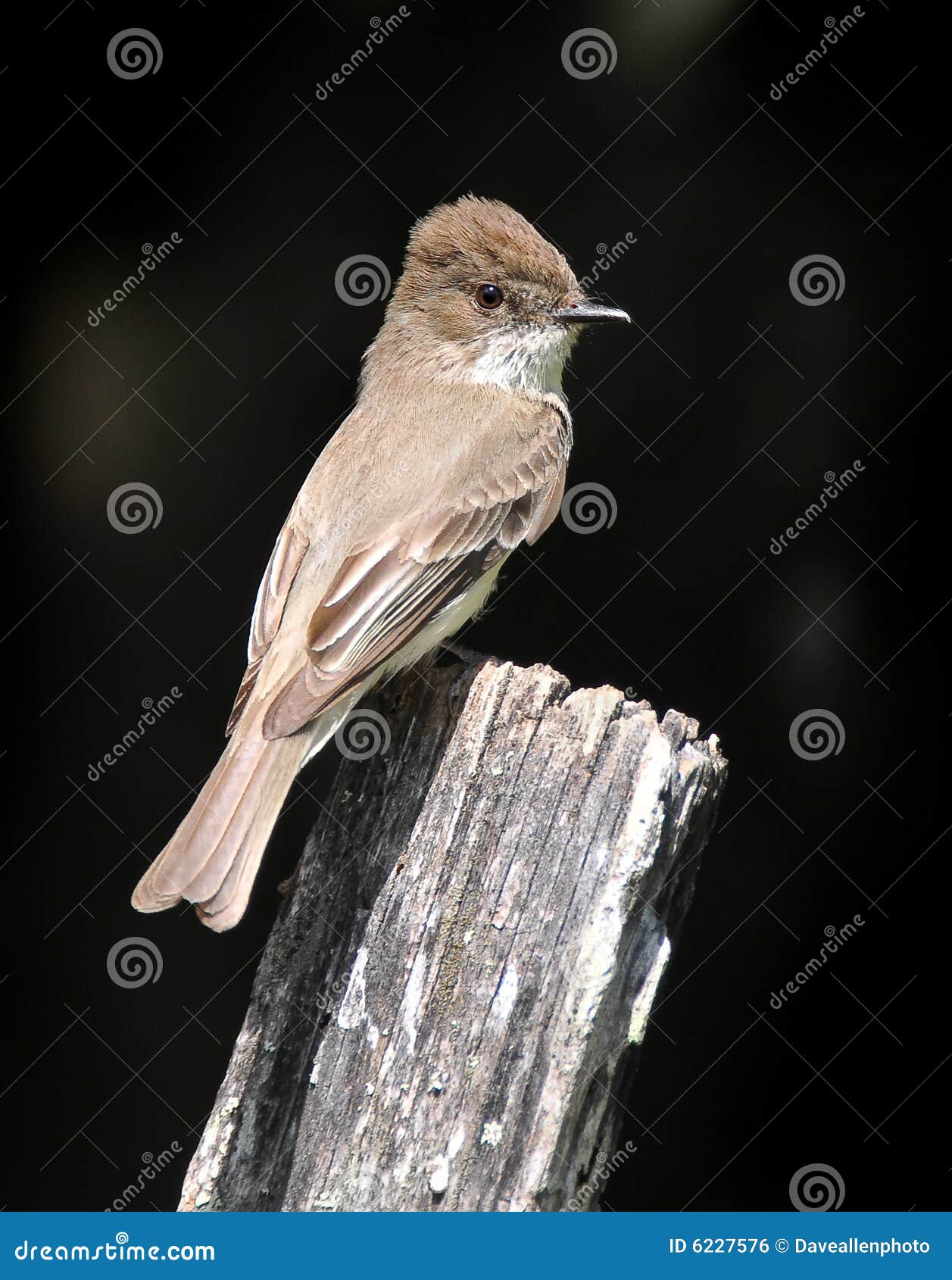 679 Phoebe Bird Stock Photos - Free & Royalty-Free Stock Photos from ...