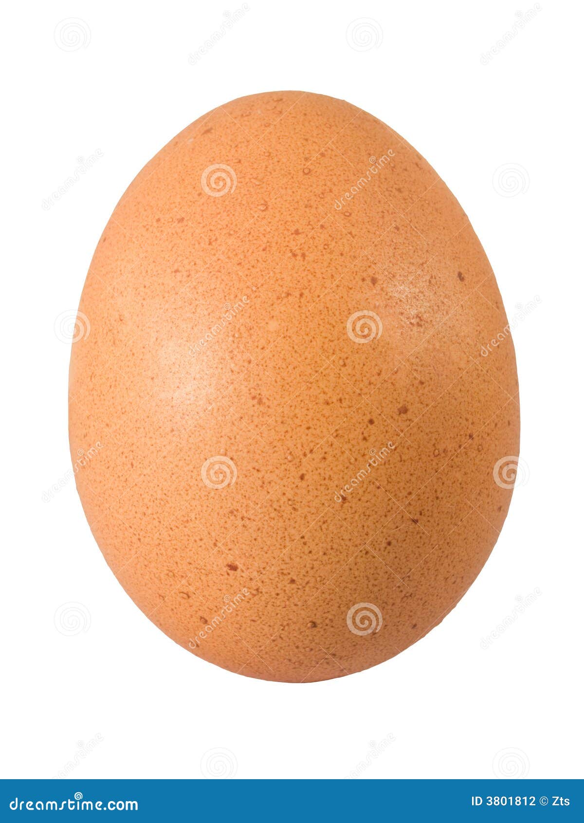 Brown egg stock photo. Image of dots, freckles, fresh - 3801812