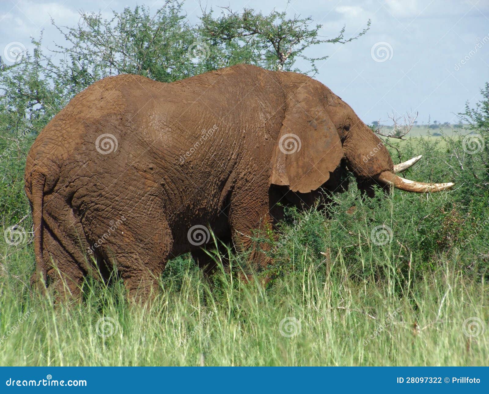 Brown Elephant in Africa stock photo. Image of conservation - 28097322