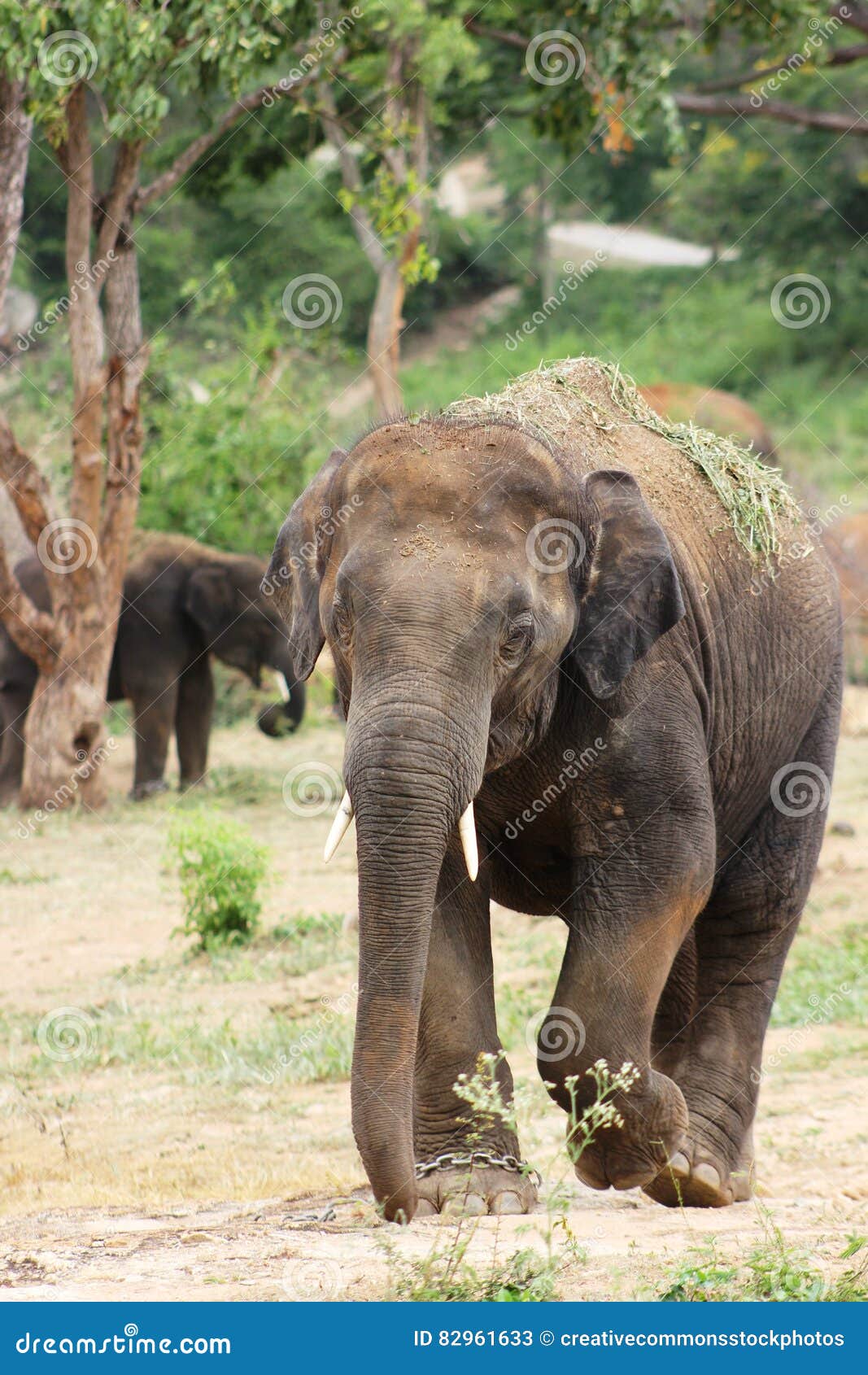 Brown Elephant On Ground Picture. Image: 82961633