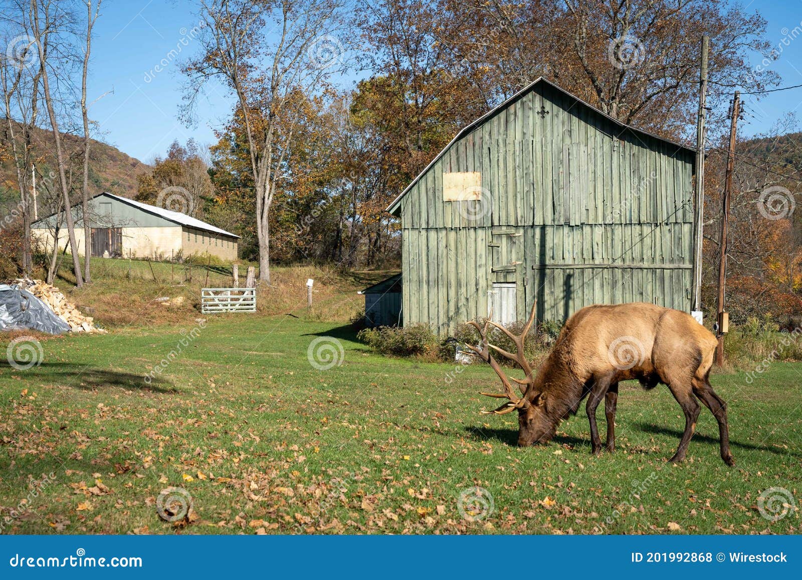 Brown Elk in a Beautiful Grassy Land with Trees in the Background Stock ...