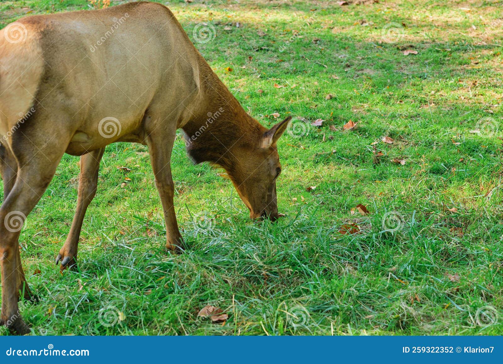 Brown Elk is Feeding on Grass in the Field Stock Photo - Image of brown ...