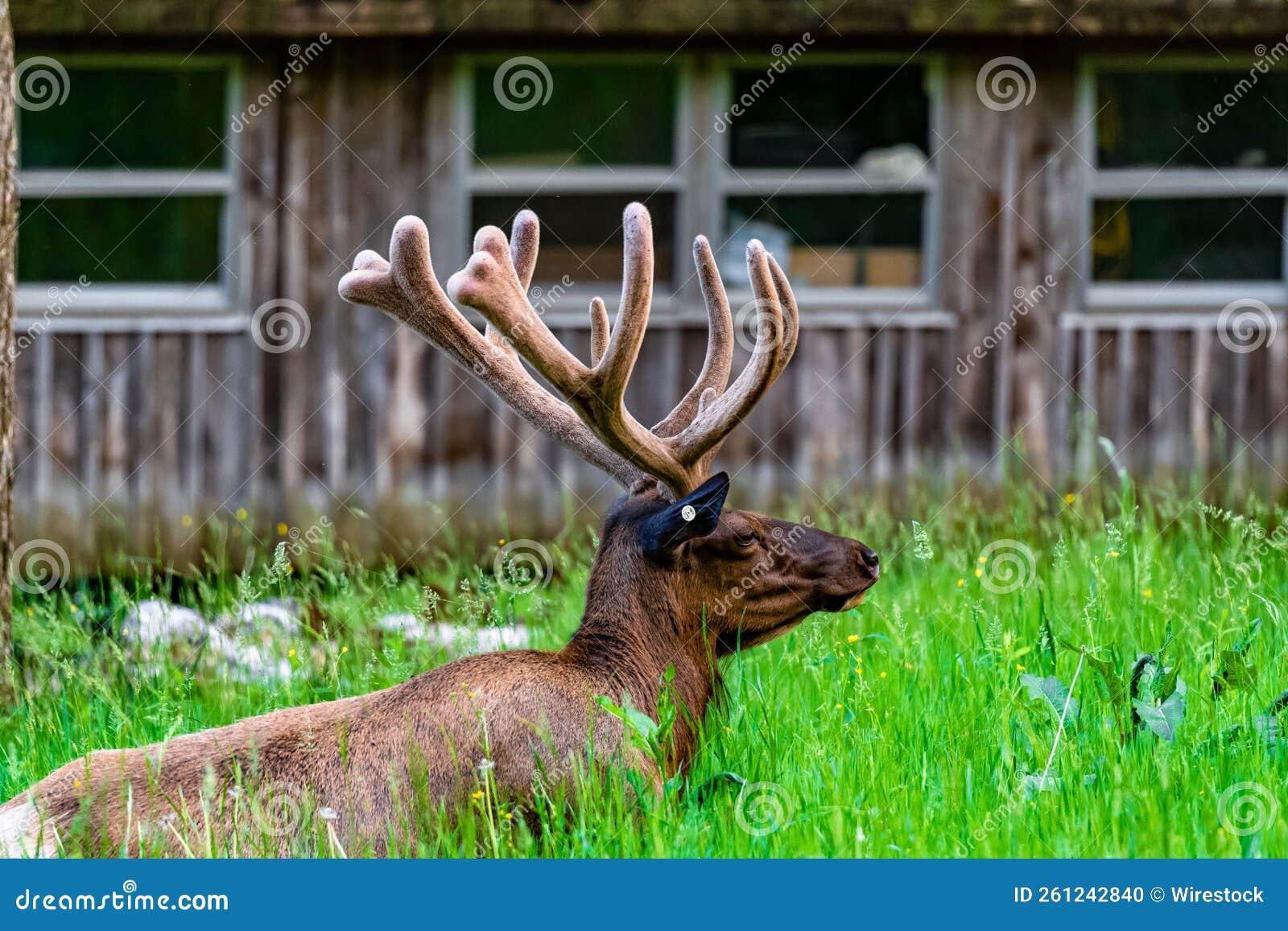 Brown Elk Lying on the Grass Stock Photo - Image of outdoors, natural ...