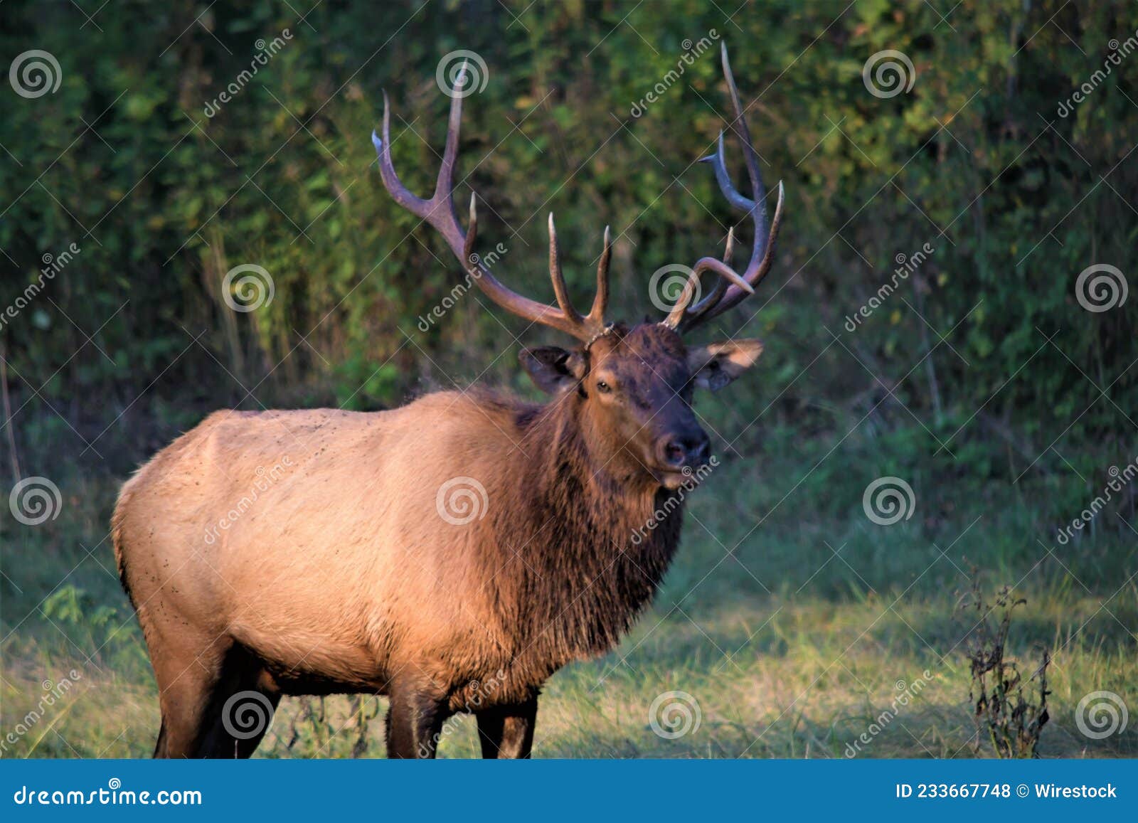 Brown Elk Walking in the Wilde Stock Photo - Image of nature ...