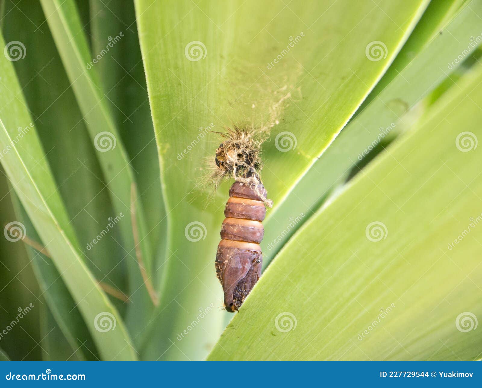 Brown Empty Butterfly Cocoon on Palm Leaves Side View Stock Photo ...