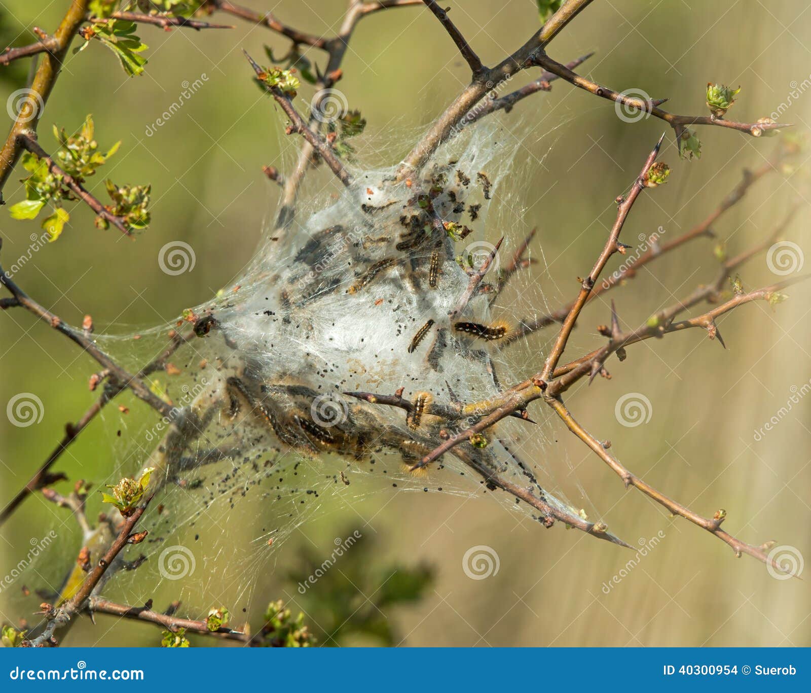 Brown-Endstück Motten-Larven Stockfoto - Bild von insekt, haare: 40300954