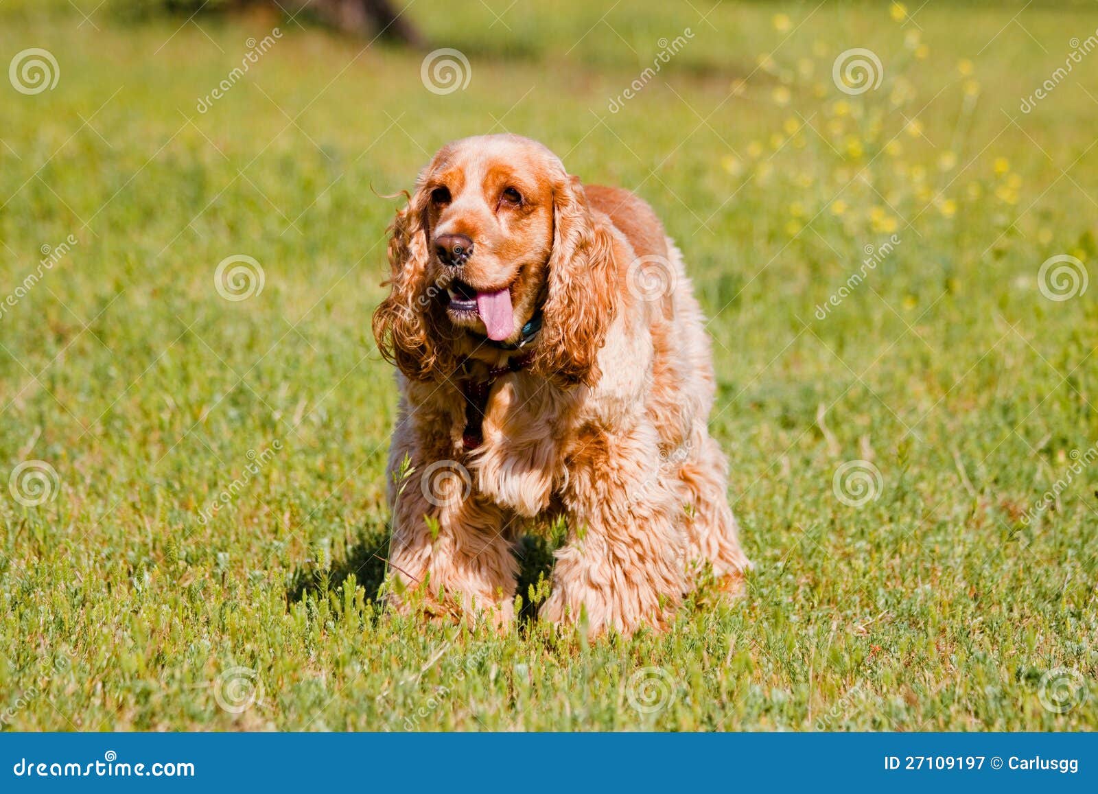 Brown English Cocker Spaniel Stock Image - Image of flowers, brown ...