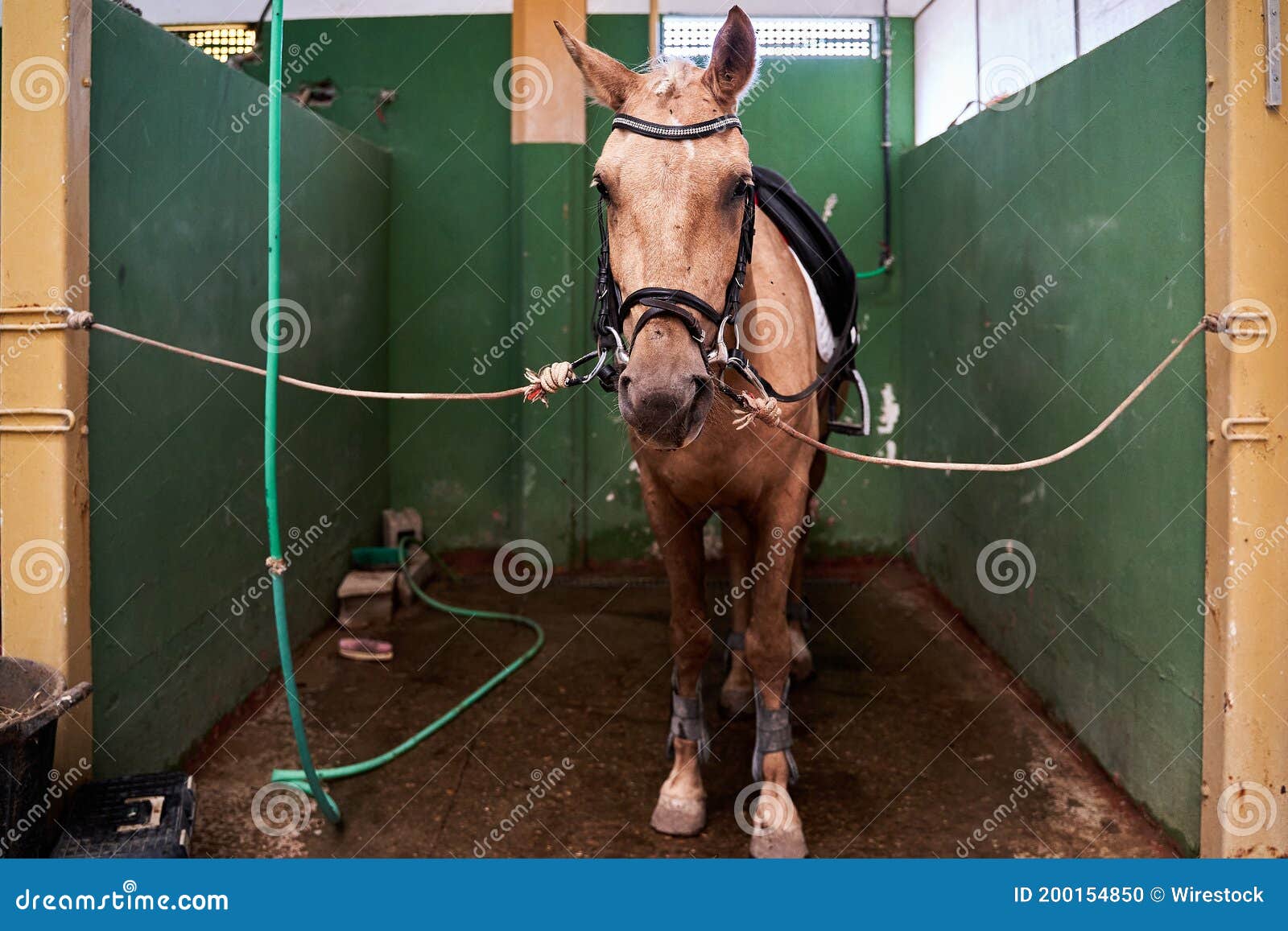 Brown Equestrian Horse Secured in a Stable Stock Photo - Image of ...