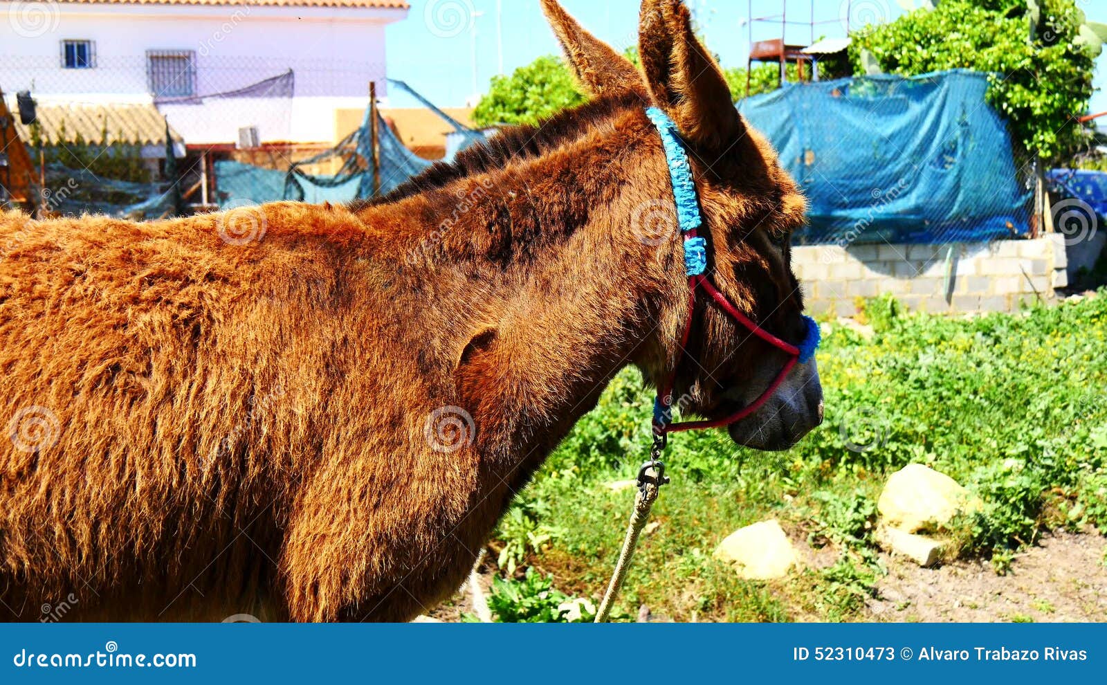 Brown-Esel in Einem Dorf (4K) Stock Video - Video von landschaft ...