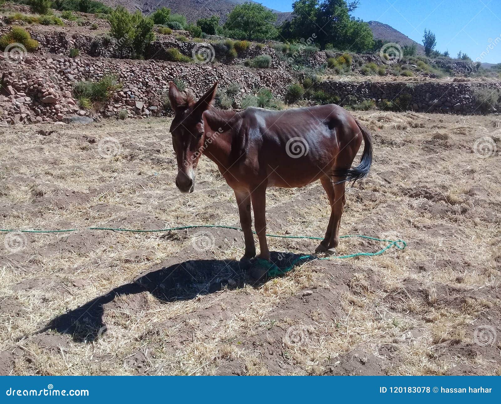 Brown-Esel im Berg stockfoto. Bild von funktion, verwendet - 120183078