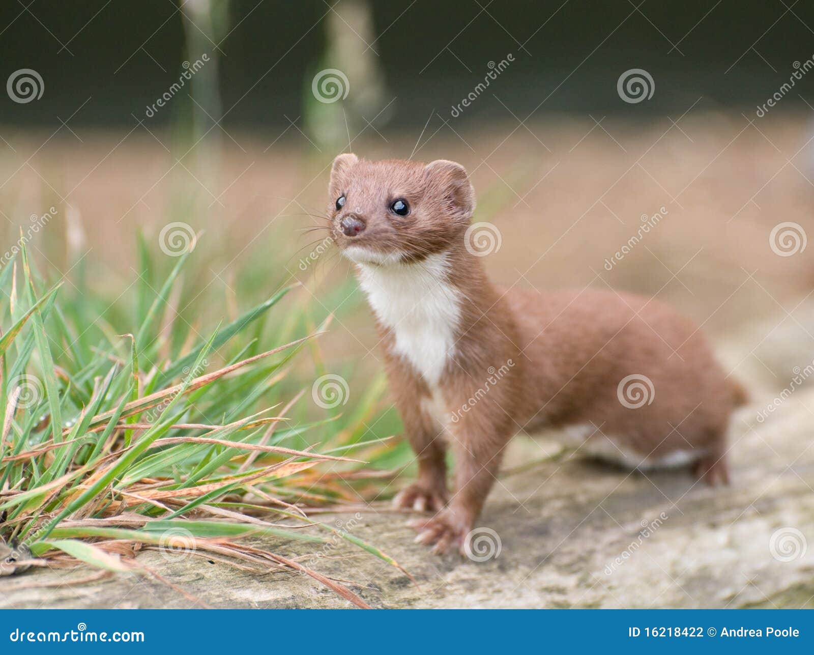 Brown et belette blanche photo stock. Image du favoris - 16218422