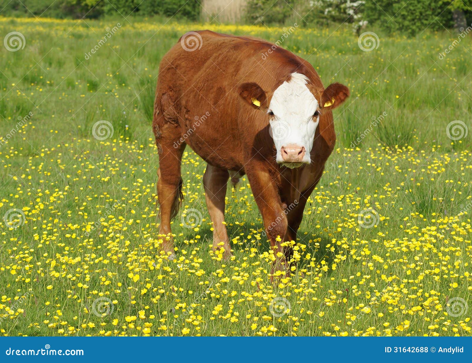 Brown et vache blanche photo stock. Image du simple, rural - 31642688