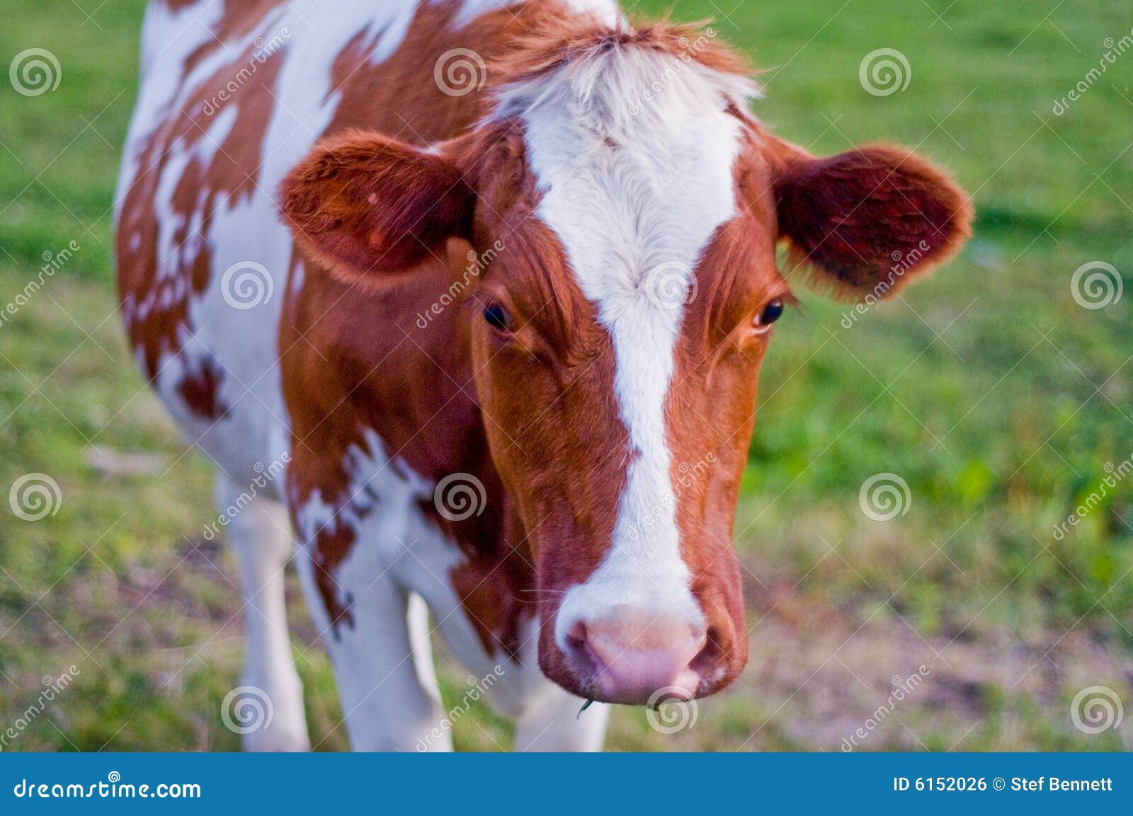Brown et vache blanche photo stock. Image of brun, blanc - 6152026