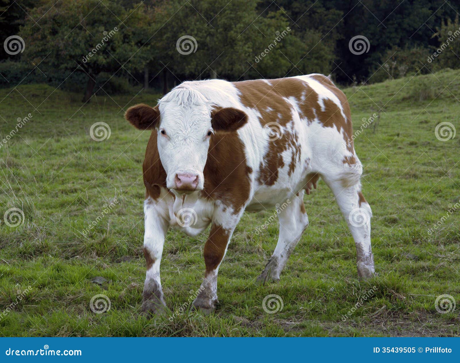 Brown Et Vache Pie Blanche Sur Le Fourrage Image stock - Image du ...