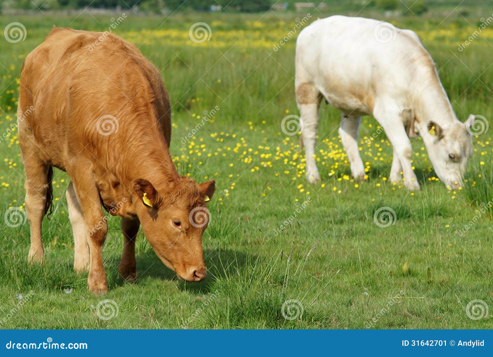 Brown Et Vaches Blanches Dans Le Domaine Vert Image stock - Image du ...