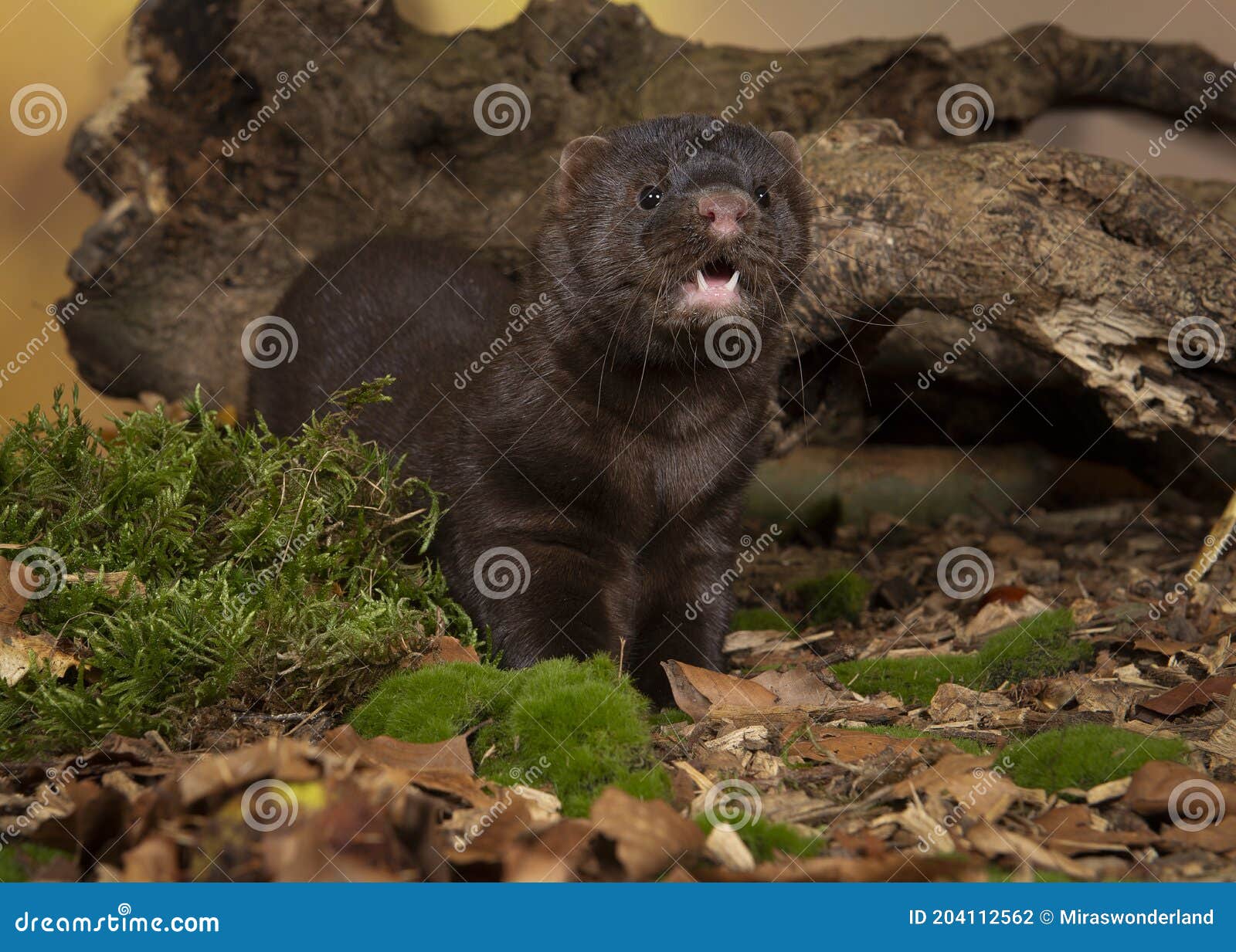 Brown European Mink in a Autumn Forest Setting Stock Photo - Image of ...