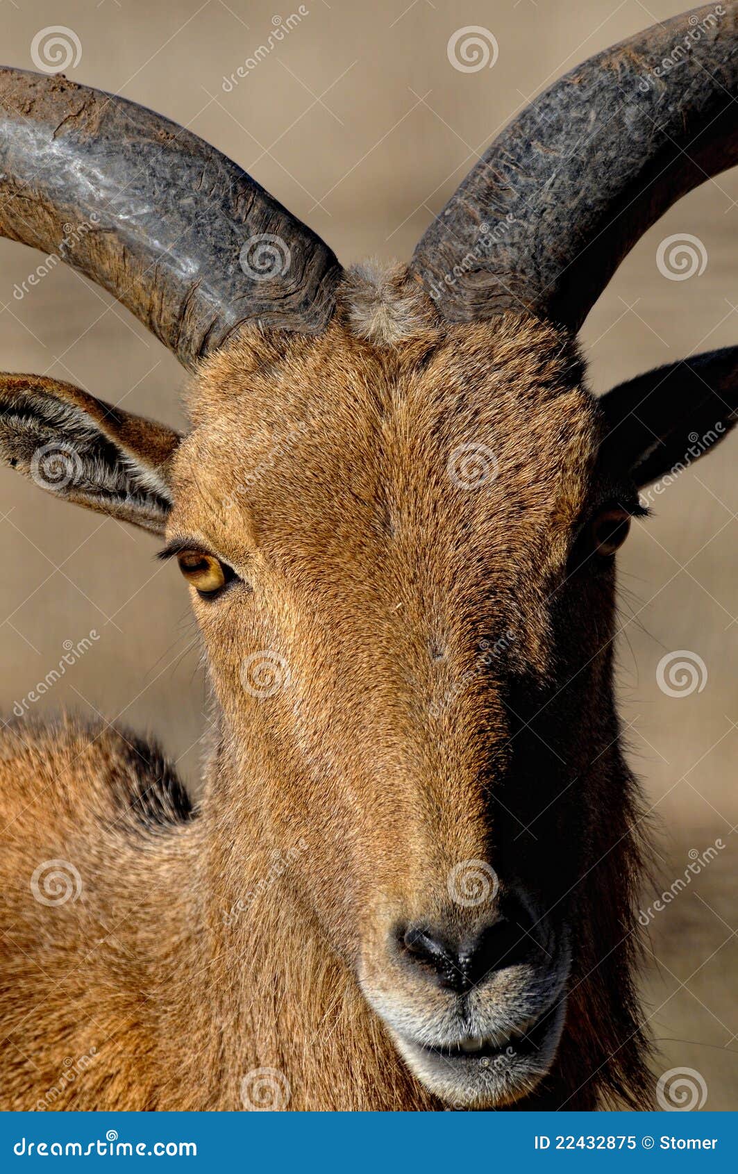 Brown exotic goat stock image. Image of farm, goat, horns - 22432875
