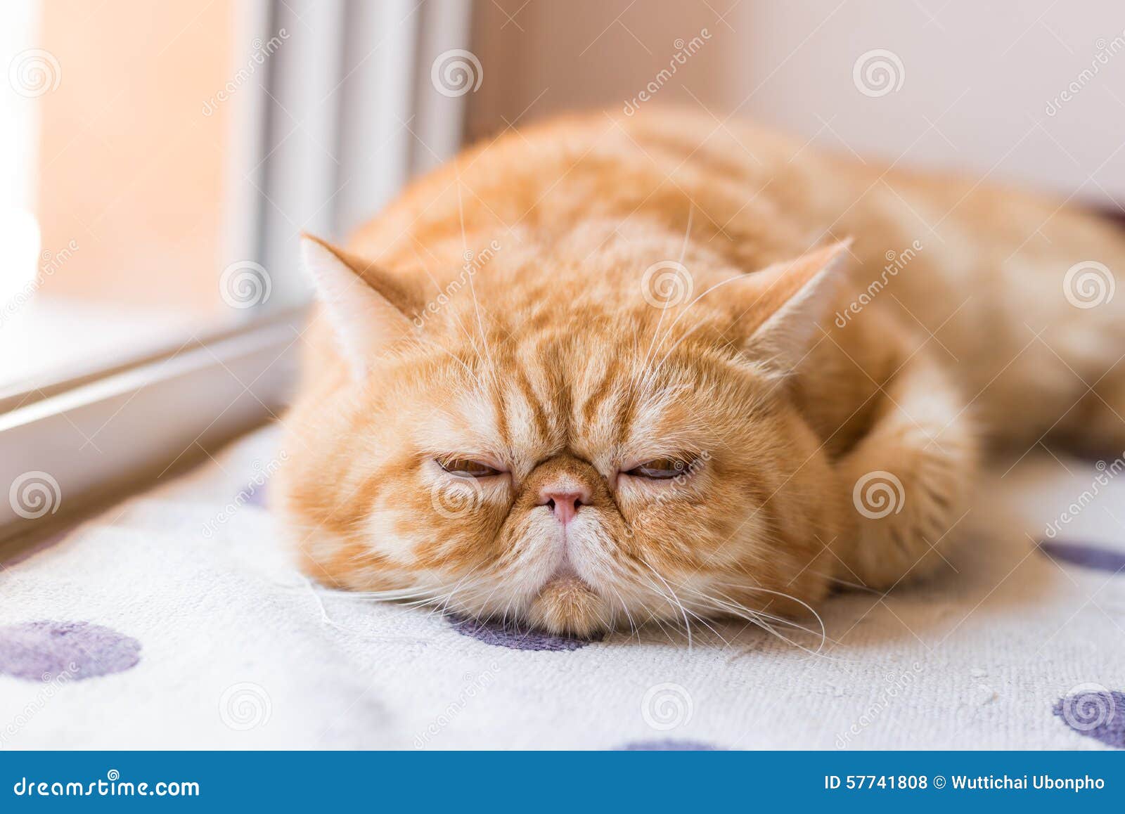 Brown Exotic Shorthair Cat, Focusing in the Foreground Stock Photo ...