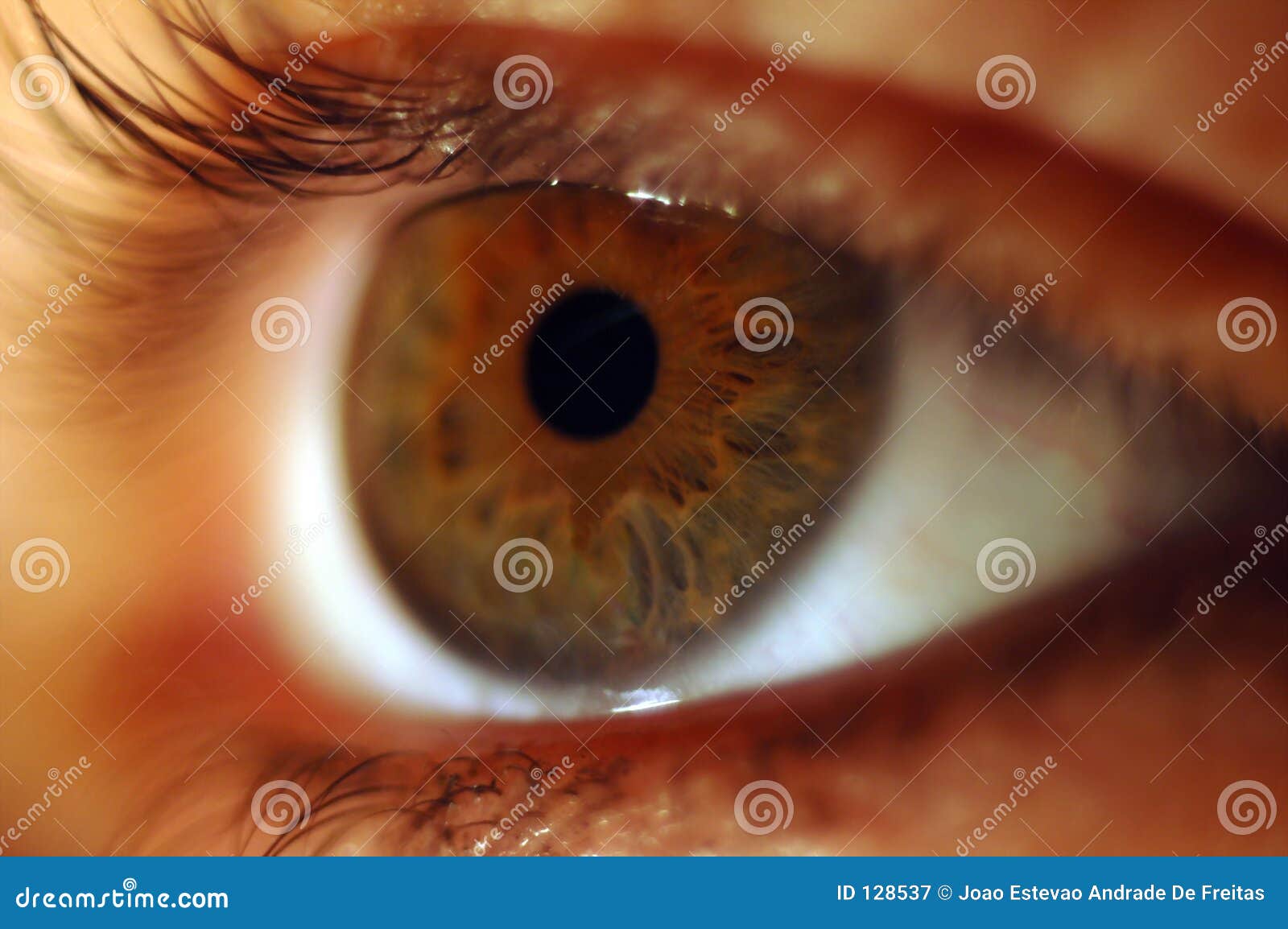Brown eye stock image. Image of distance, pupil, cornea - 128537