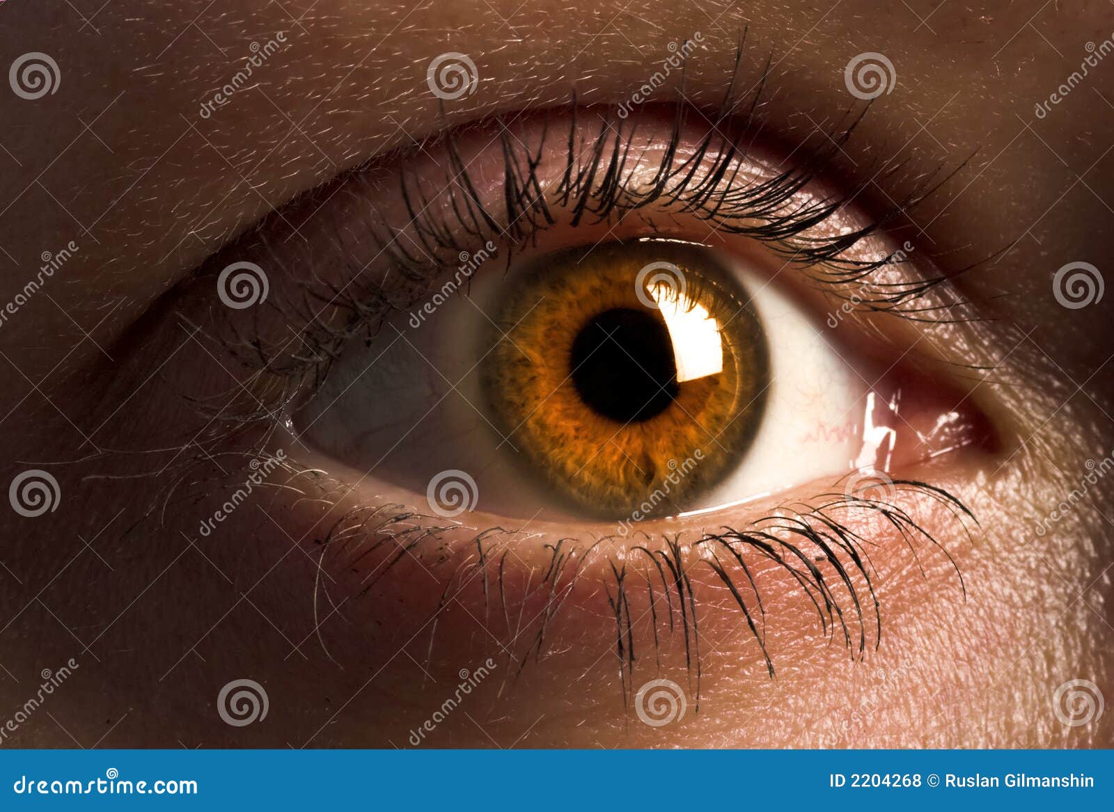Brown Eye stock photo. Image of clear, bodies, faces, girls - 2204268