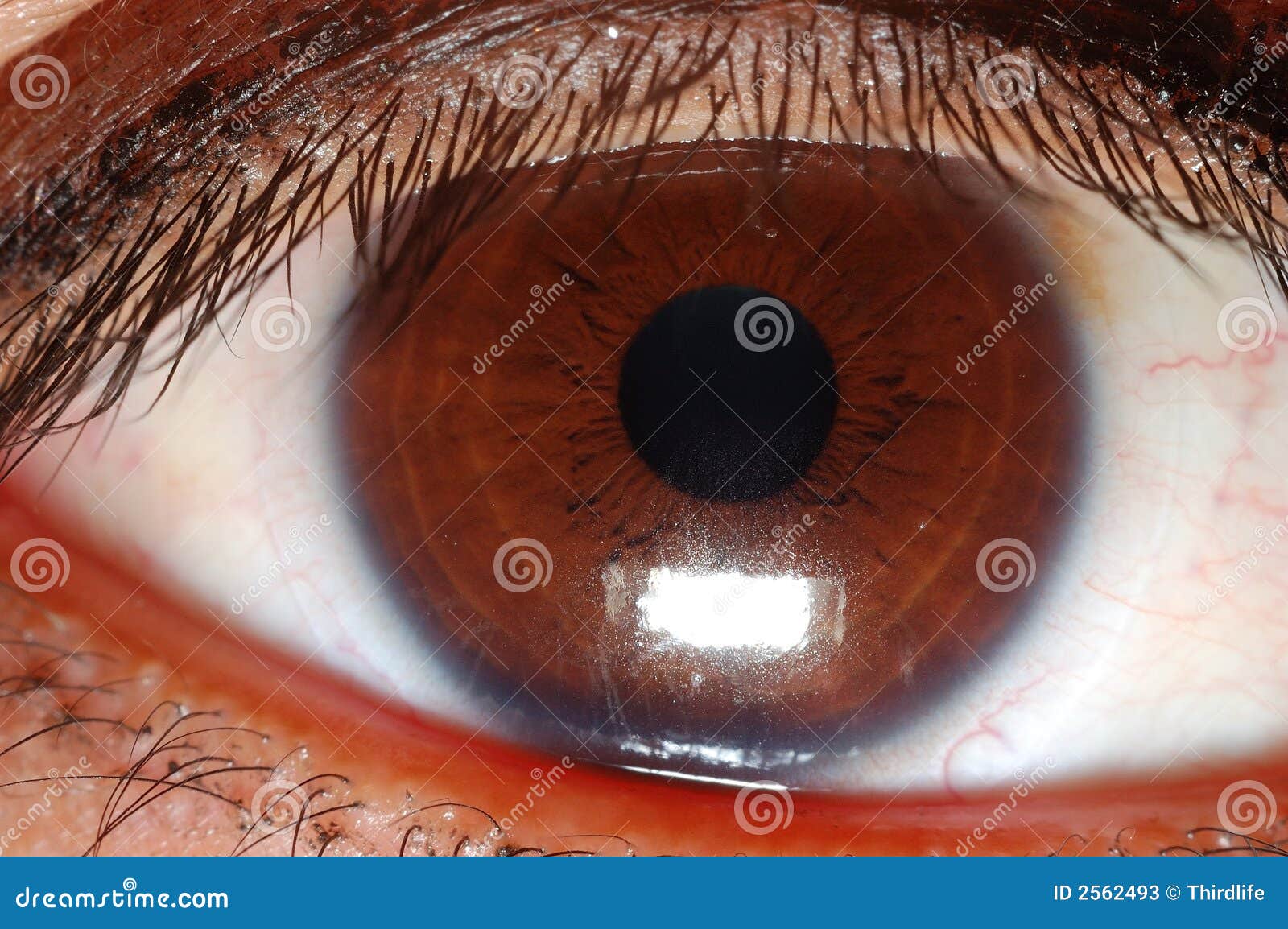Brown Eye stock image. Image of eyebrow, people, digital - 2562493