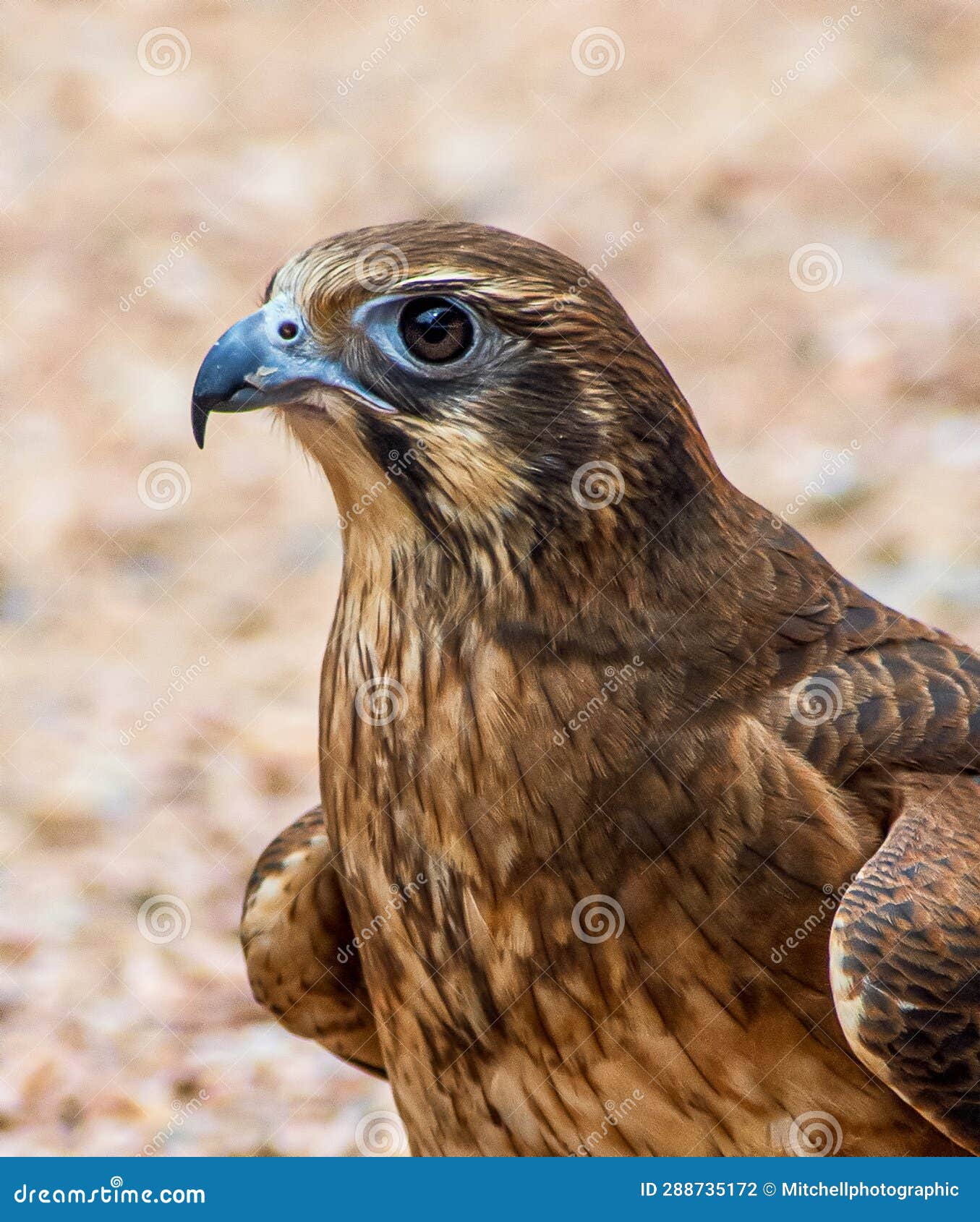 Brown Falcon Up Close and Personal Stock Photo - Image of pattern ...