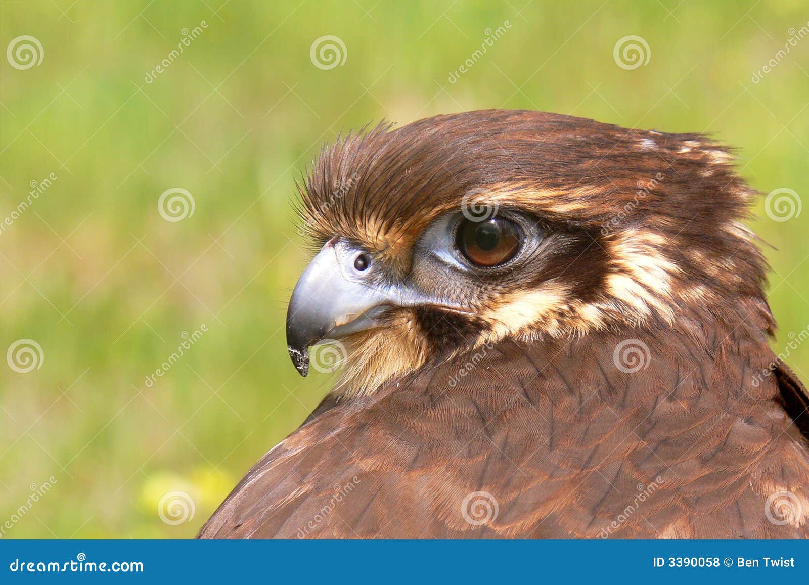 Brown falcon stock photo. Image of chick, raptor, face - 3390058
