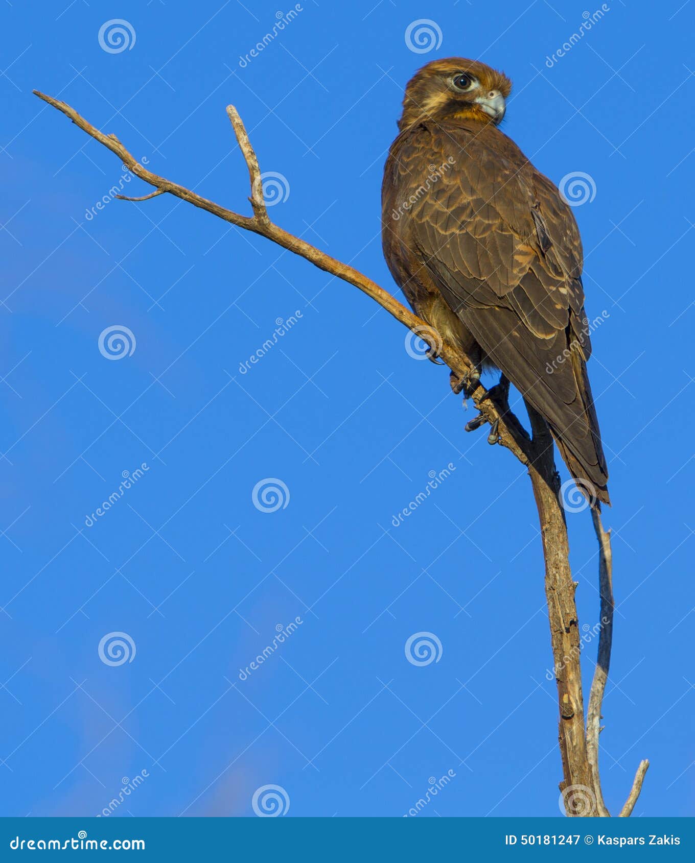 Brown falcon stock image. Image of speed, falcon, birds - 50181247