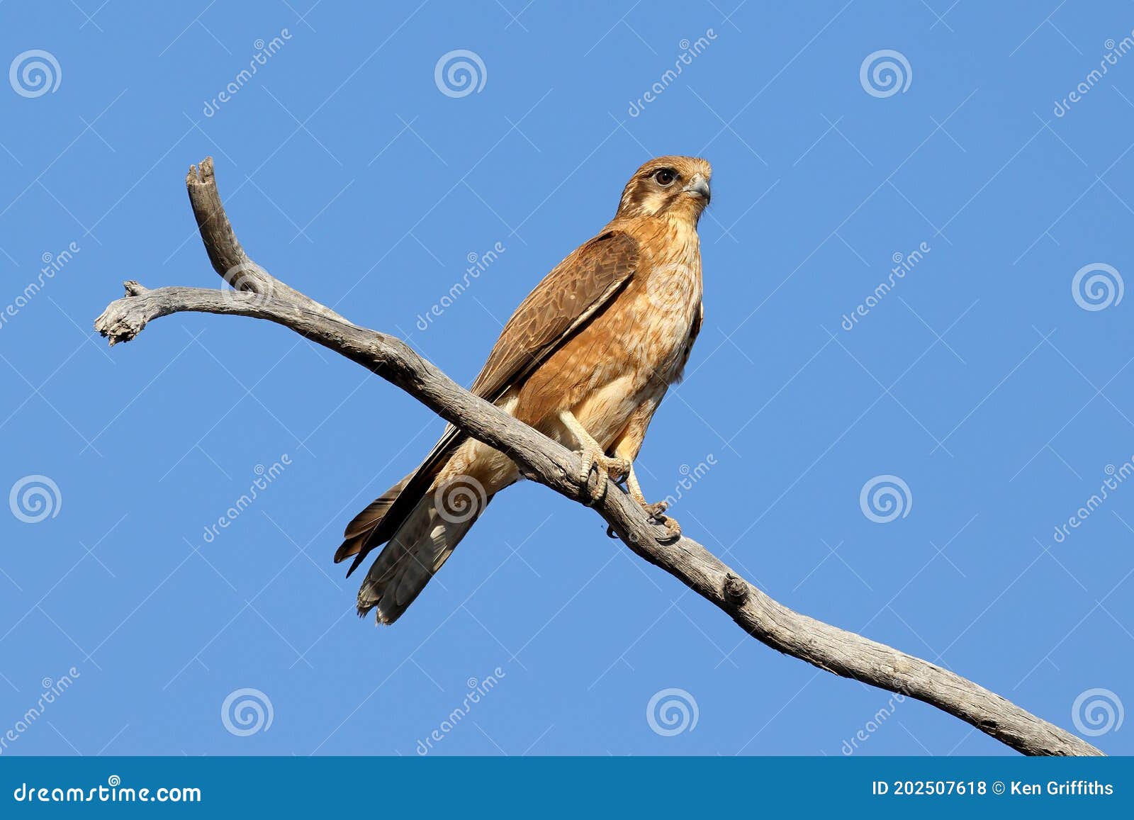 Brown Falcon stock photo. Image of predator, falcon - 202507618