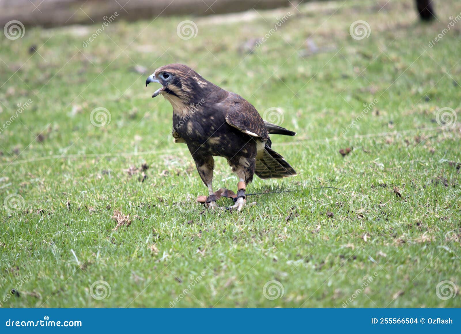 The Brown Falcon Catches Its Prey in Flight Stock Photo - Image of chin ...