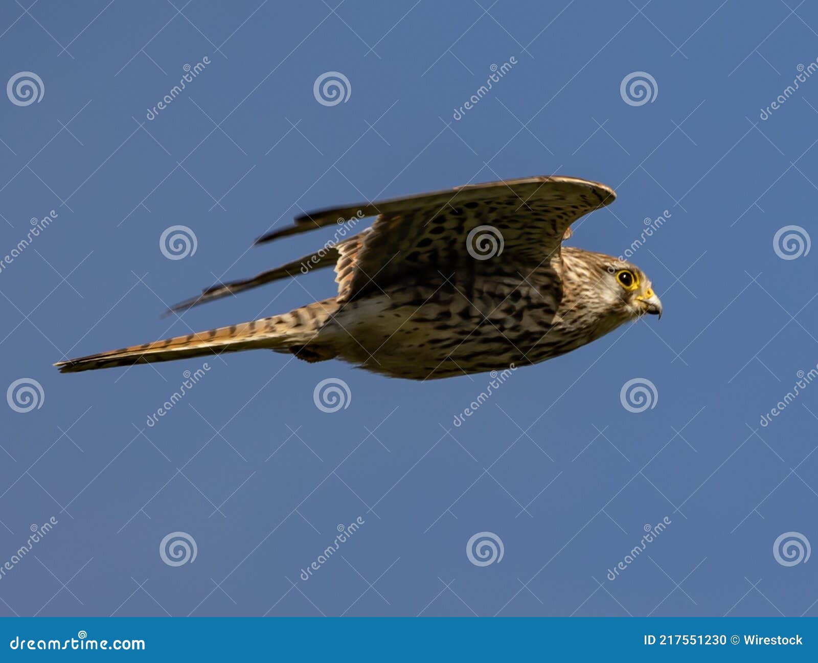 Brown Falcon Flying in the Clear Blue Sky Stock Photo - Image of falcon ...