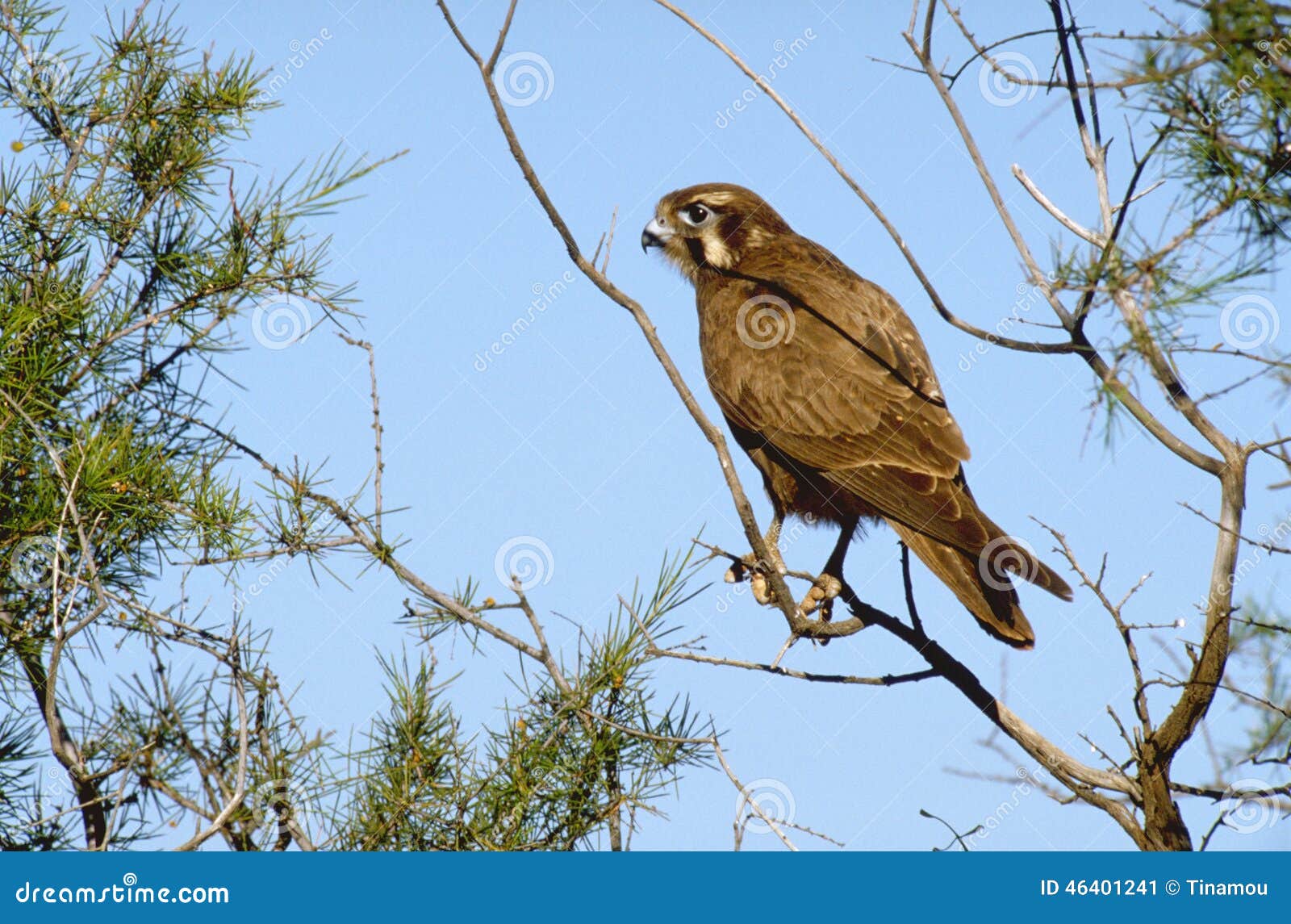 Brown falcon stock image. Image of prey, wild, perched - 46401241