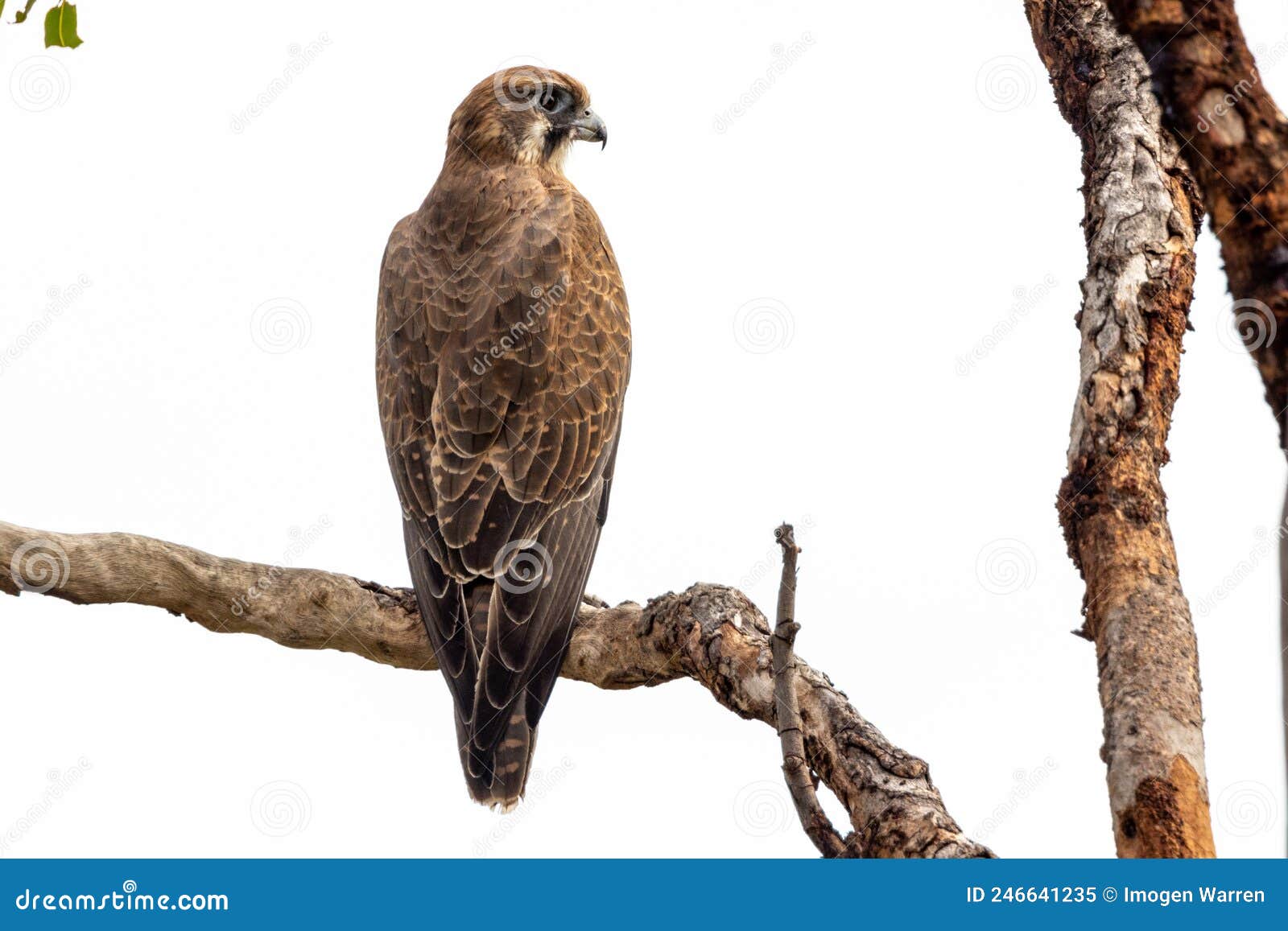 Brown Falcon in Queensland Australia Stock Image - Image of queensland ...