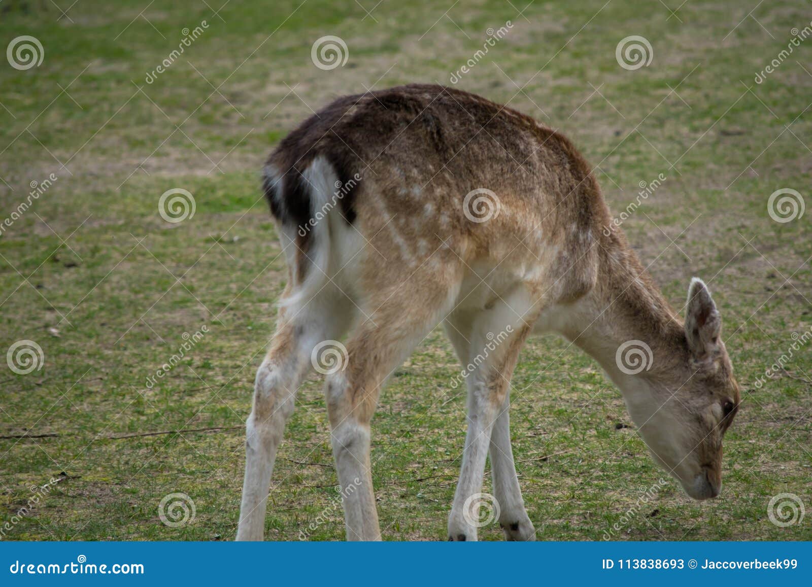 Fallow Deer Forest Spring Brown Grass Tree Leaves Stock Image - Image ...