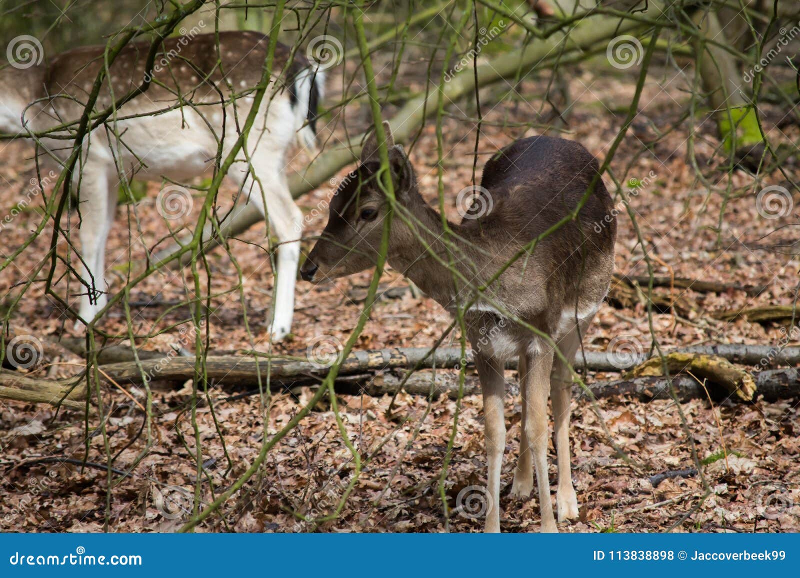 Fallow Deer Forest Spring Brown Grass Tree Leaves Stock Photo - Image ...