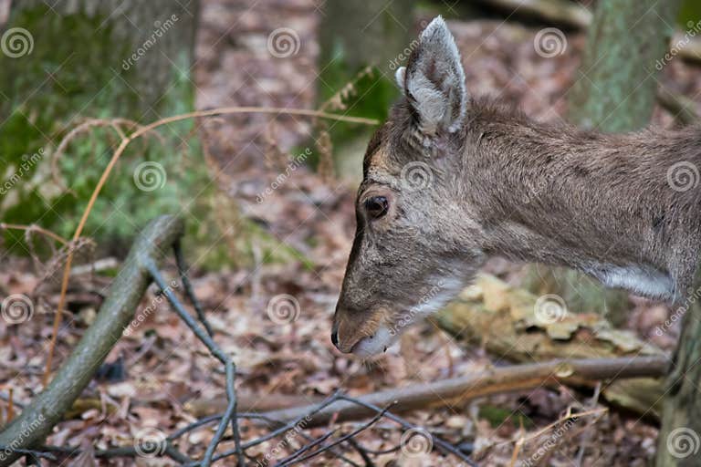 Fallow Deer Forest Spring Brown Grass Tree Leaves Stock Image - Image ...